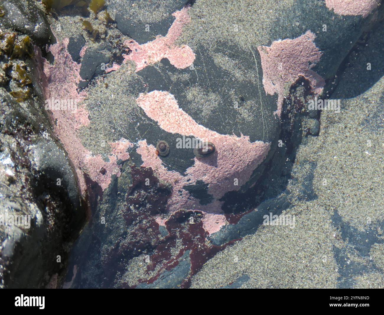 Coralline algae (Corallinales Stock Photo - Alamy
