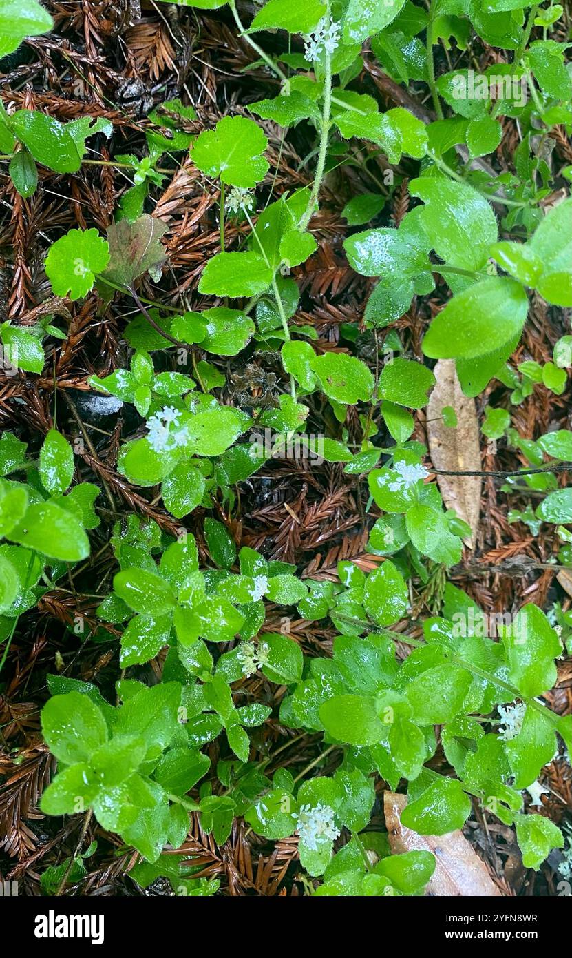 Whipplea hi-res stock photography and images - Alamy