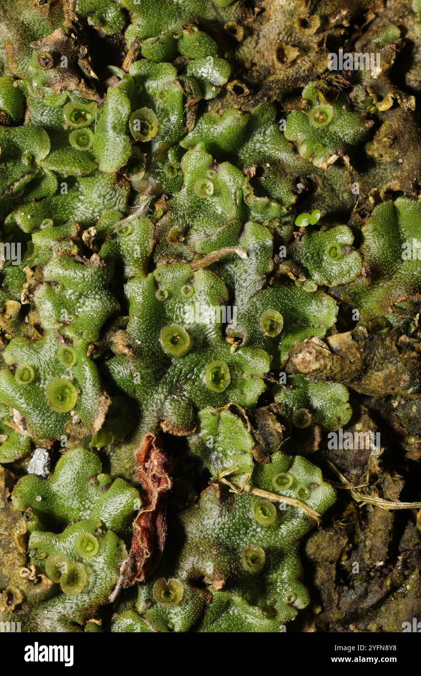 Common Liverwort (Marchantia polymorpha Stock Photo - Alamy