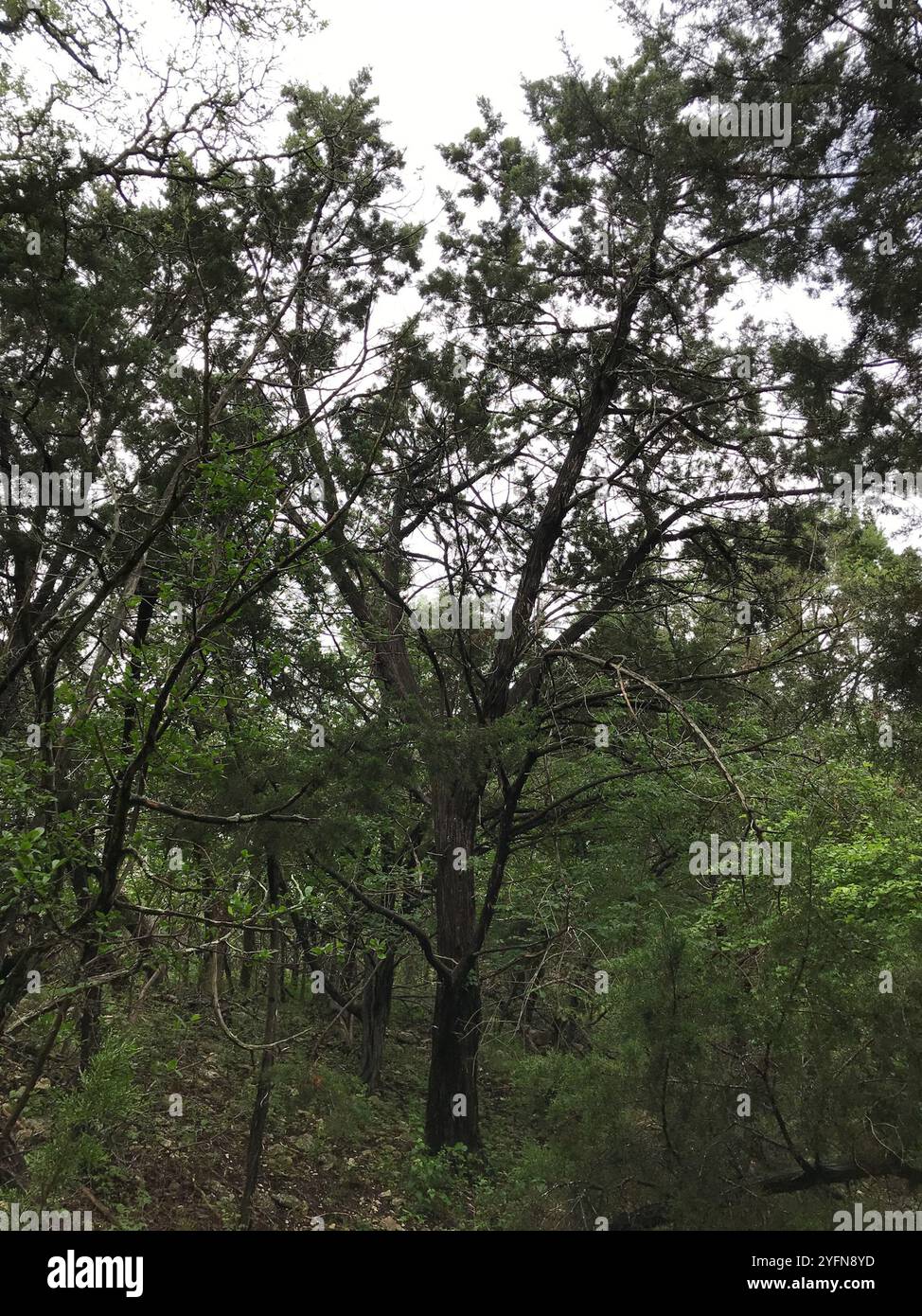 Ashe juniper (Juniperus ashei Stock Photo - Alamy