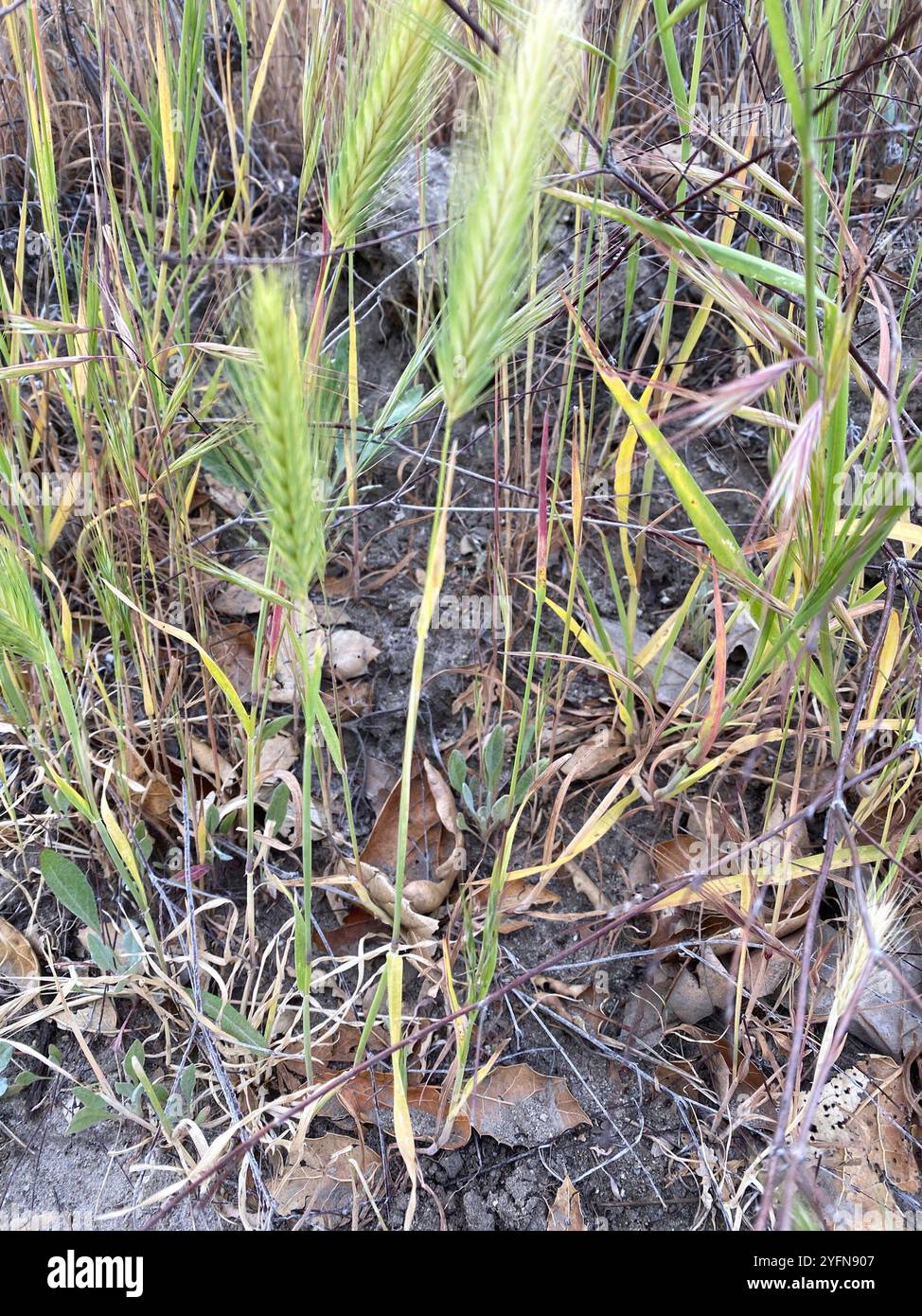 wall barley (Hordeum murinum Stock Photo - Alamy