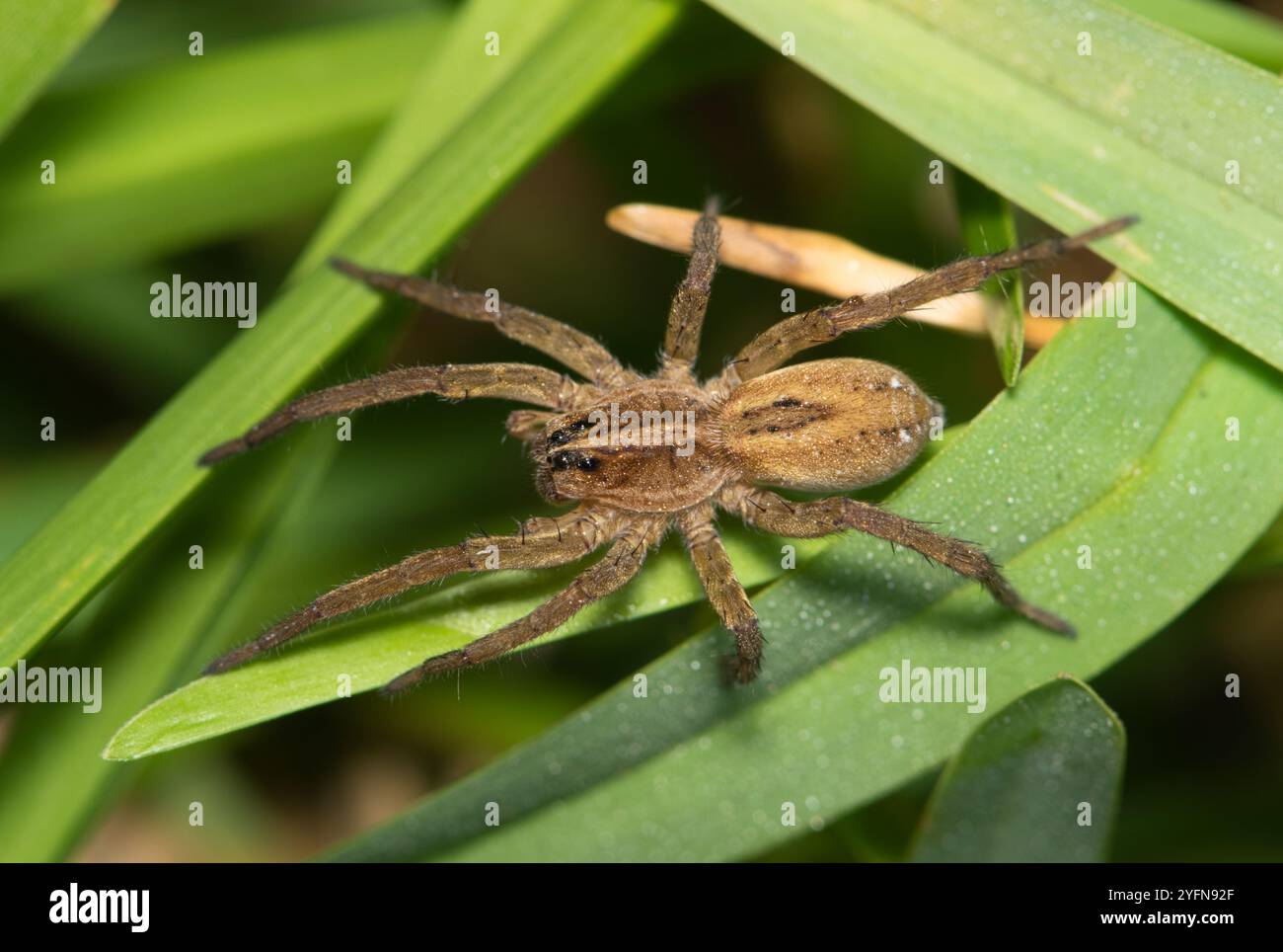 Wolf spider Tigrosa annexa arachnid hunting insect nature grass pest ...