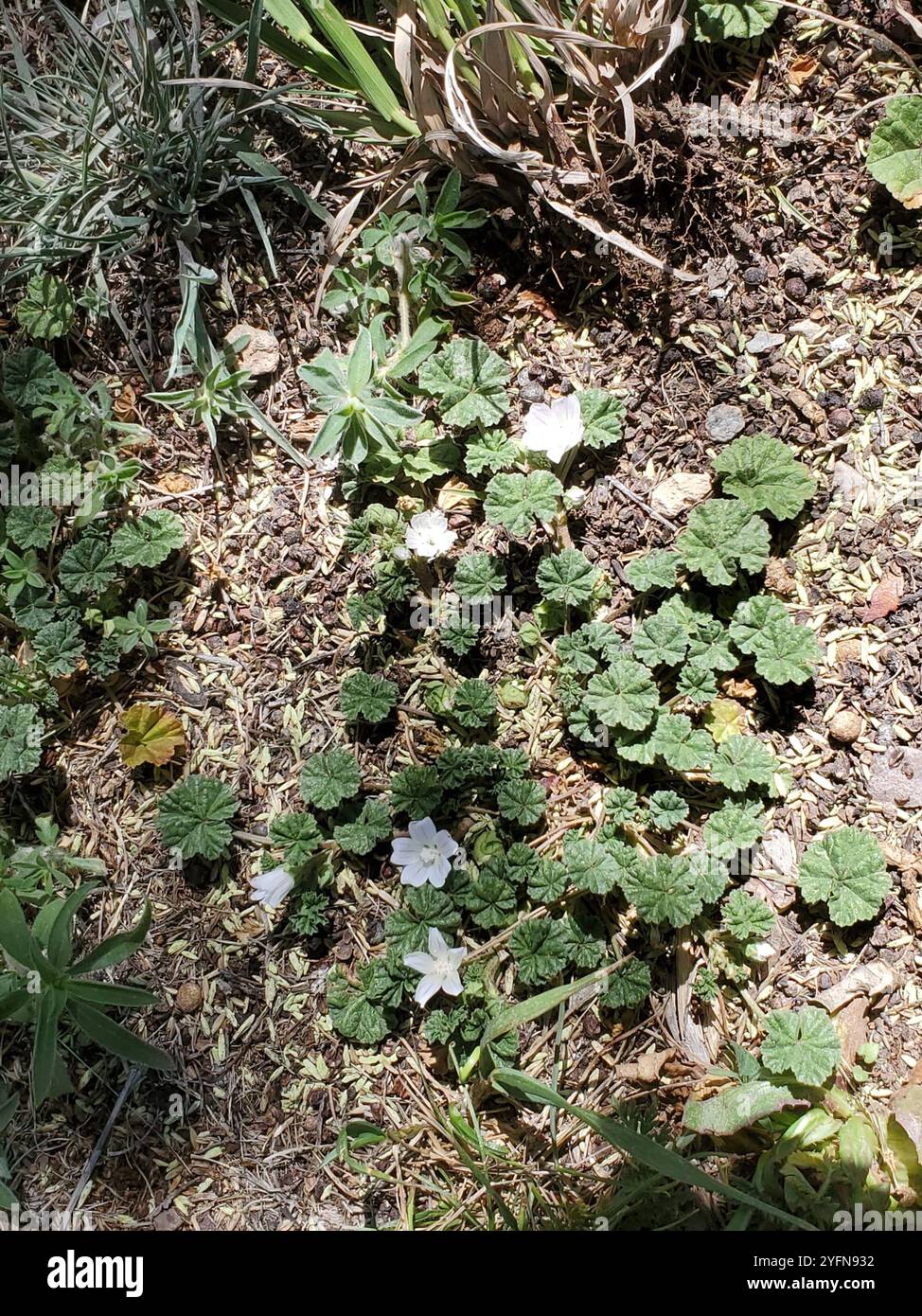 dwarf mallow (Malva neglecta Stock Photo - Alamy