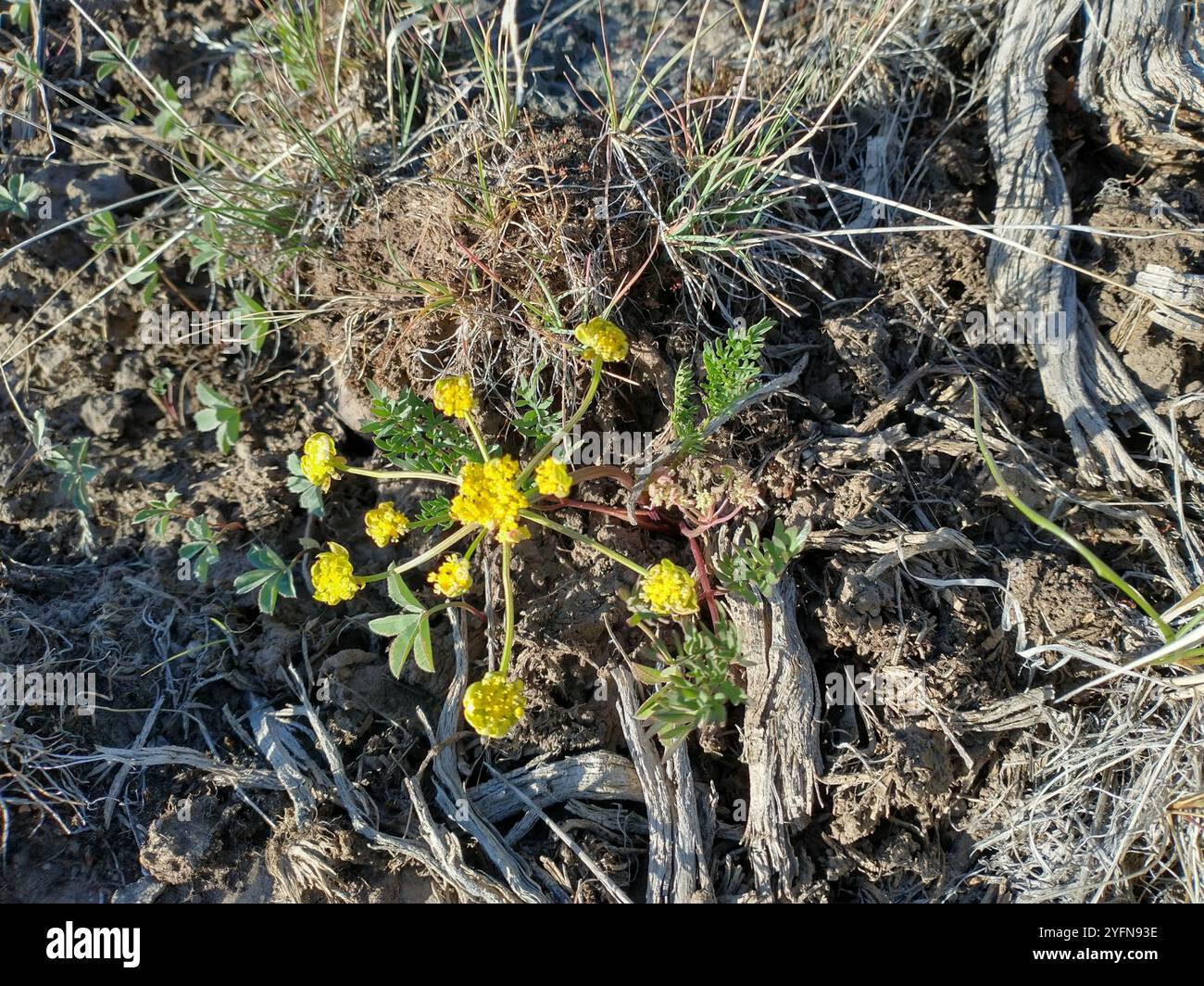 Lomatium root hi-res stock photography and images - Alamy