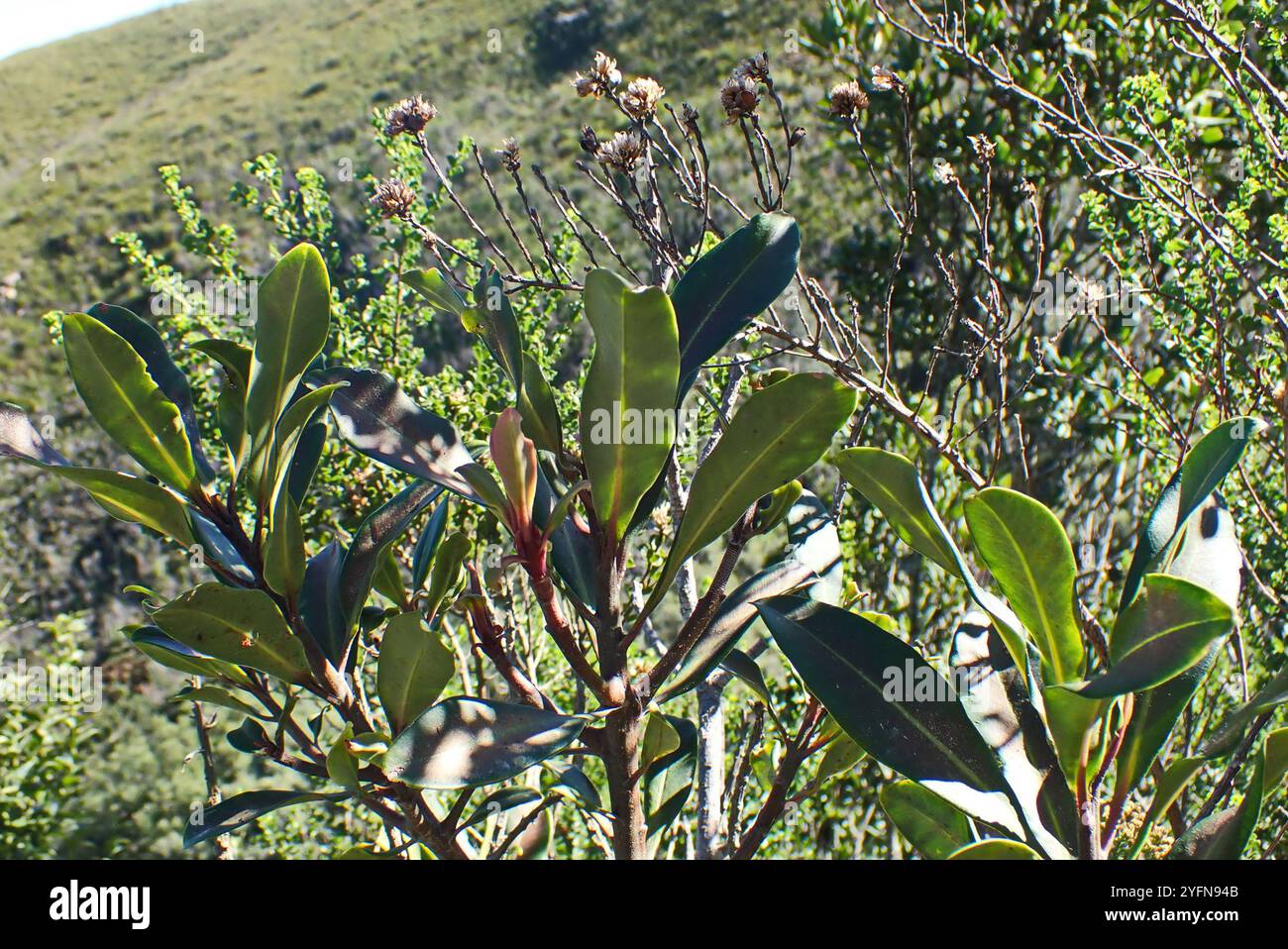 Cape beech (Rapanea melanophloeos Stock Photo - Alamy