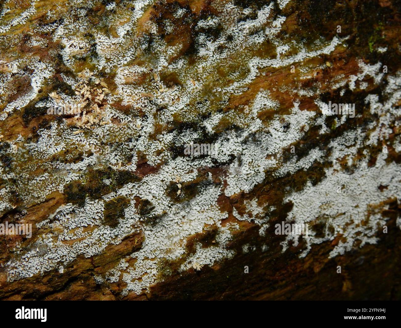 Honeycomb Coral Slime Mold (Ceratiomyxa fruticulosa Stock Photo - Alamy