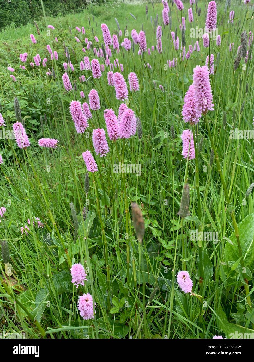 common bistort (Bistorta officinalis Stock Photo - Alamy