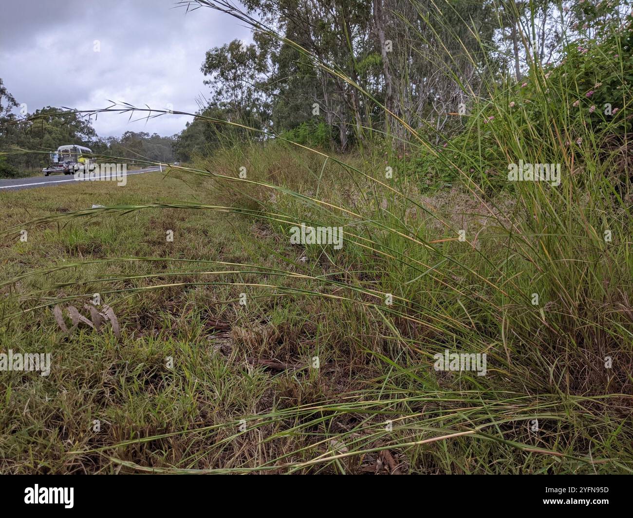 Thatching grass hyparrhenia hirta hi-res stock photography and images ...