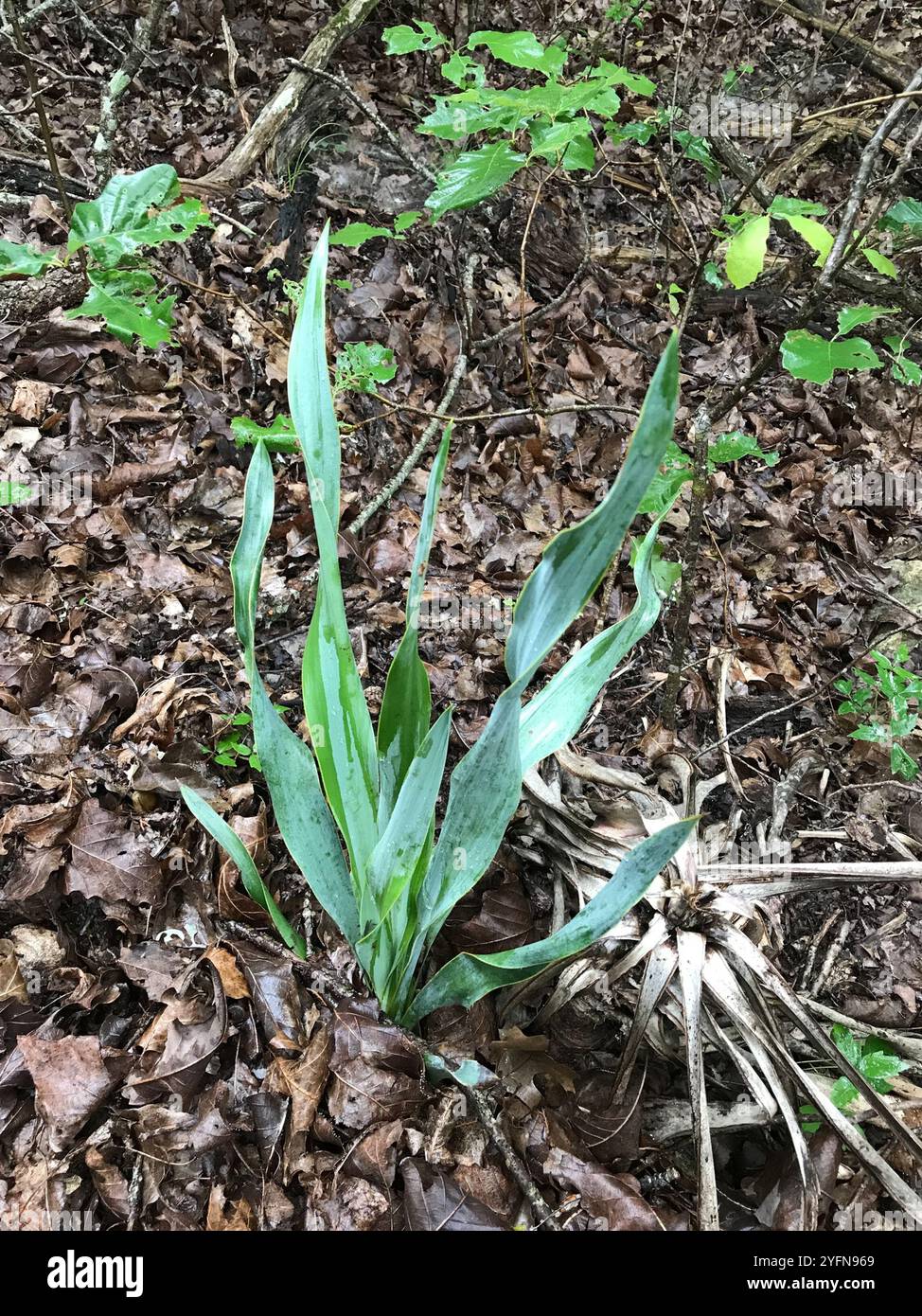 Twisted-leaf Yucca (Yucca rupicola Stock Photo - Alamy