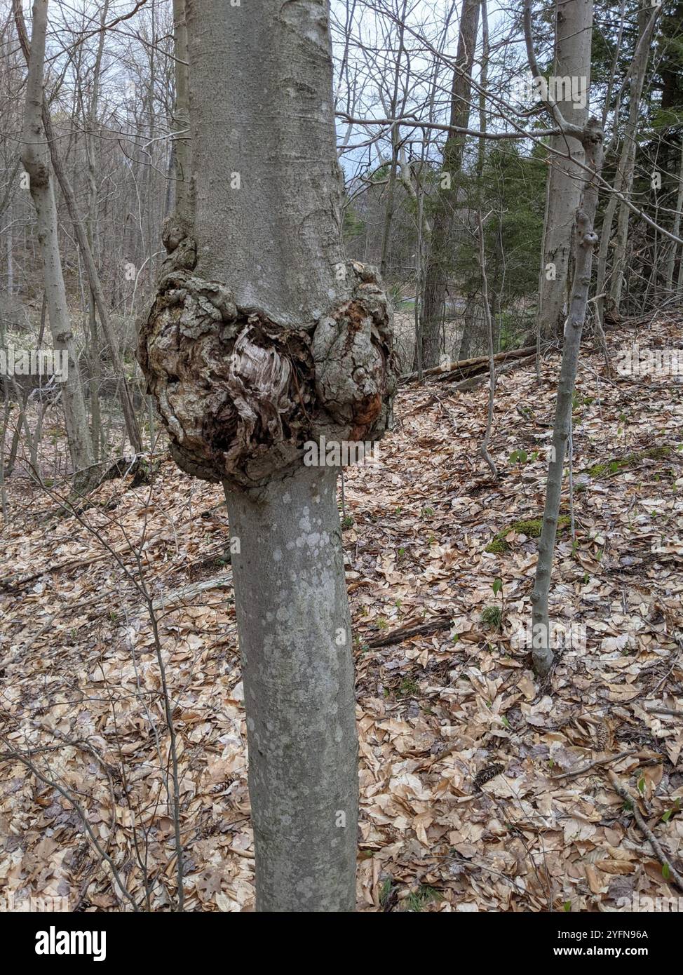 Apple canker hi-res stock photography and images - Alamy