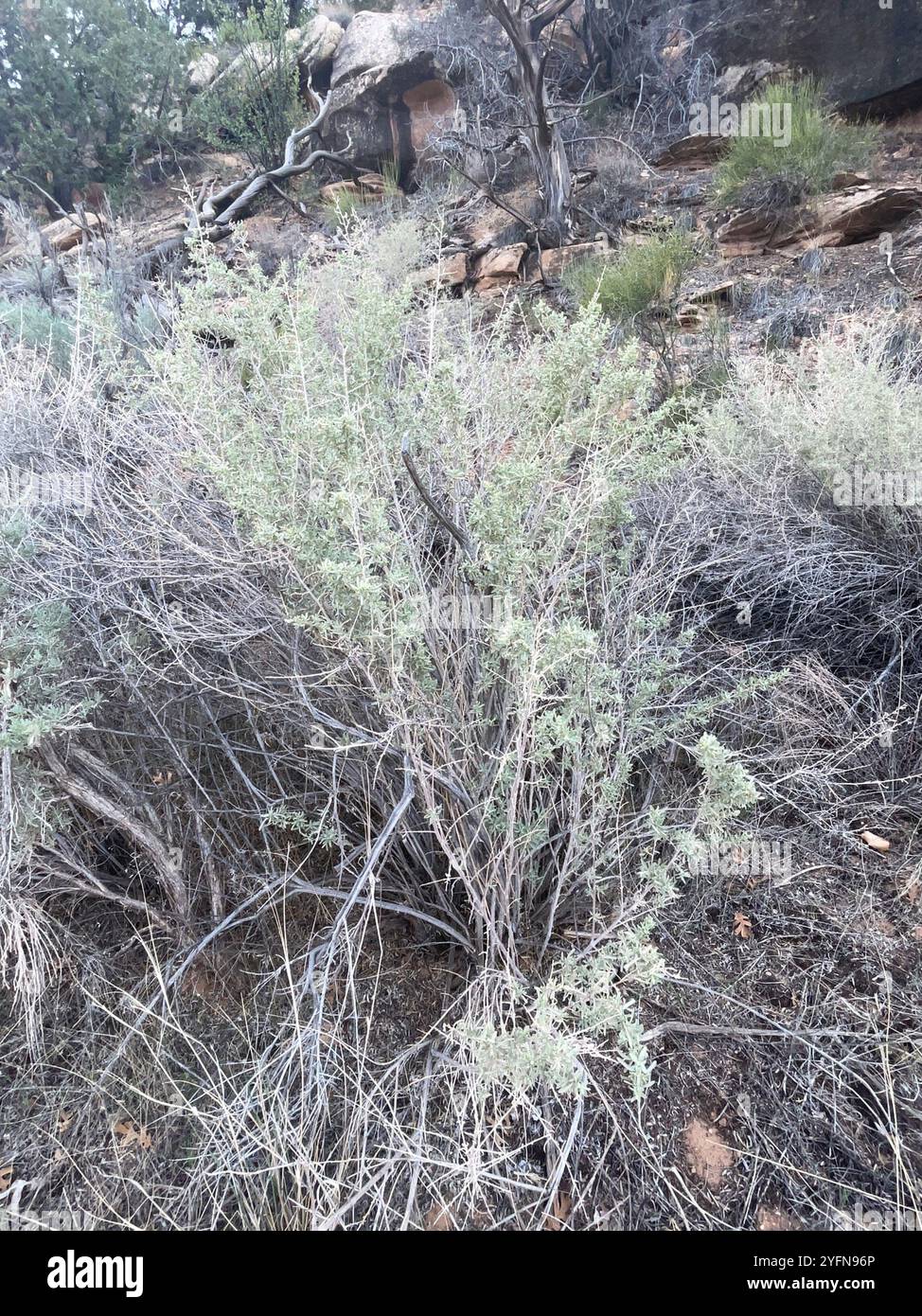 Fourwing saltbush hi-res stock photography and images - Alamy