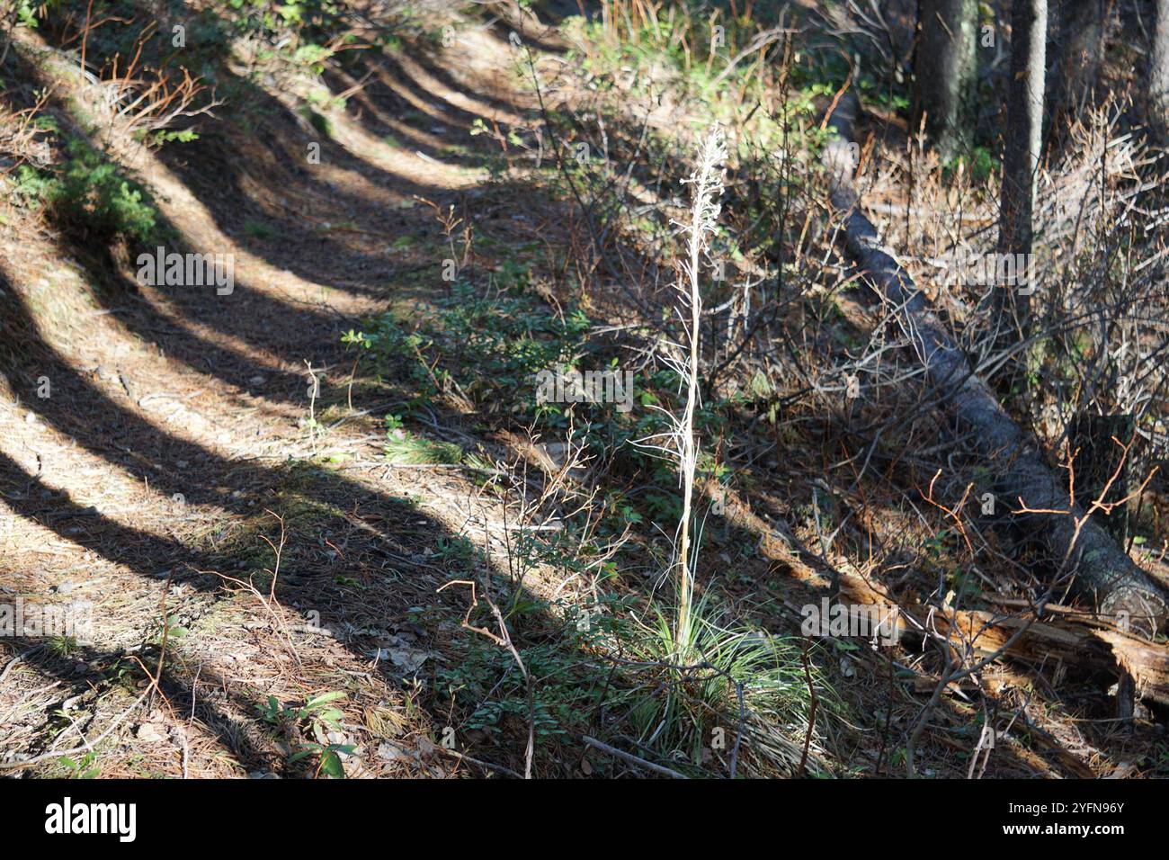 common beargrass (Xerophyllum tenax Stock Photo - Alamy