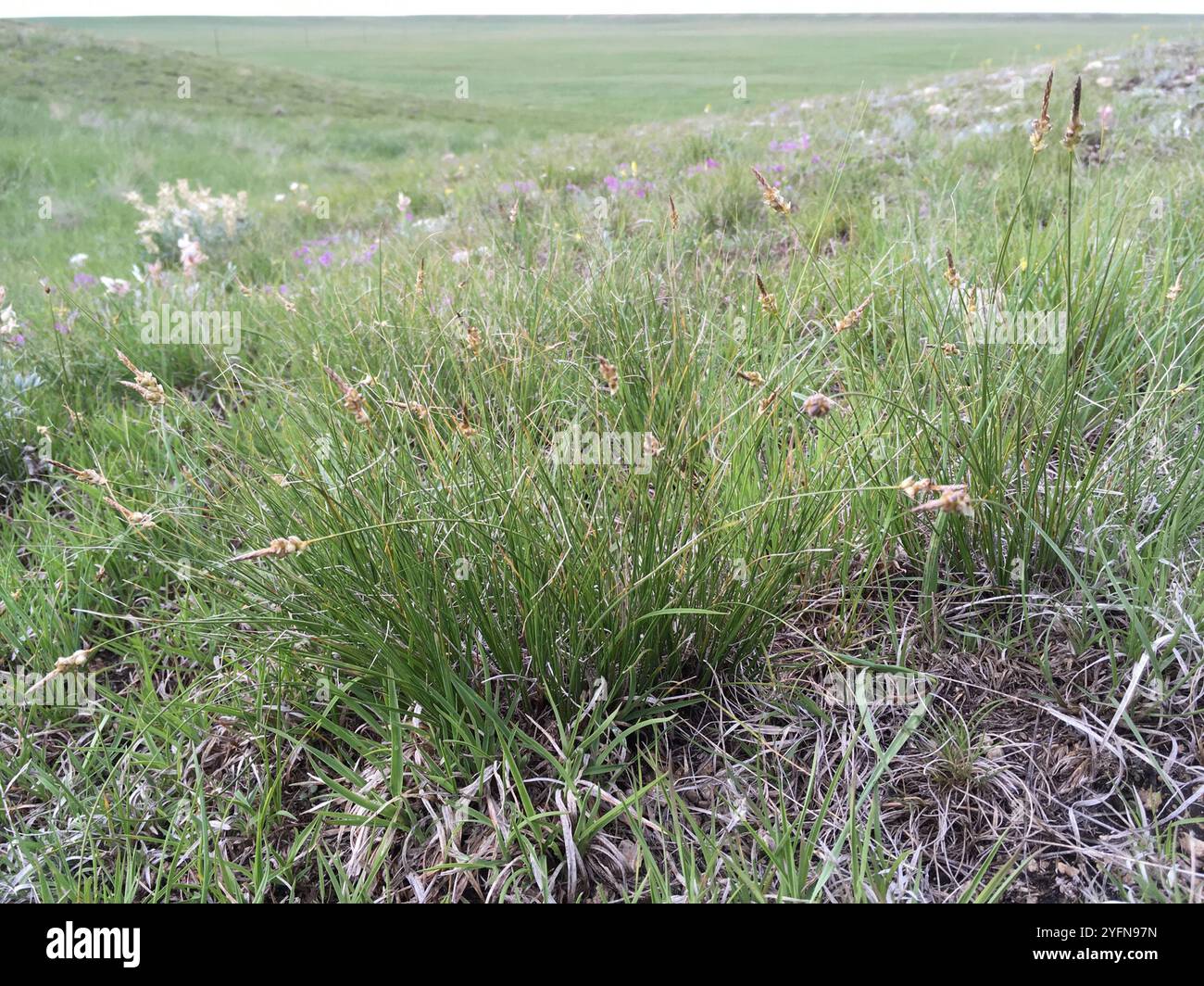 threadleaf sedge (Carex filifolia Stock Photo - Alamy