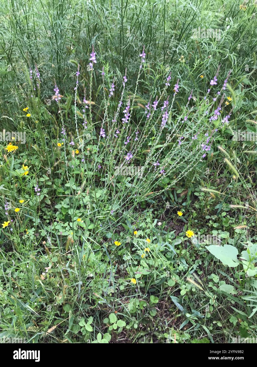 Texas vervain hi-res stock photography and images - Alamy