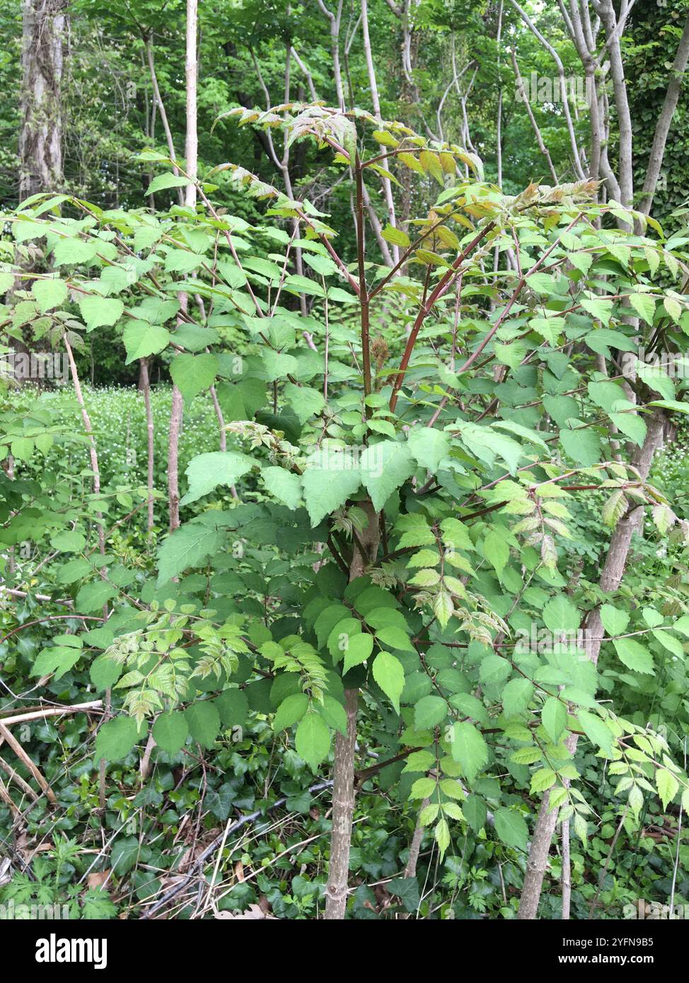 Japanese angelica tree (Aralia elata Stock Photo - Alamy