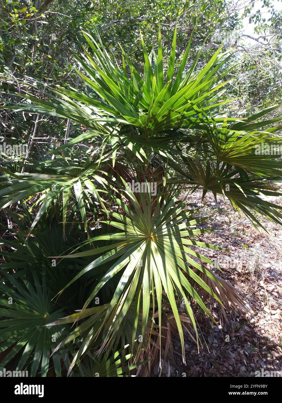 Florida Thatch Palm (Thrinax radiata Stock Photo - Alamy