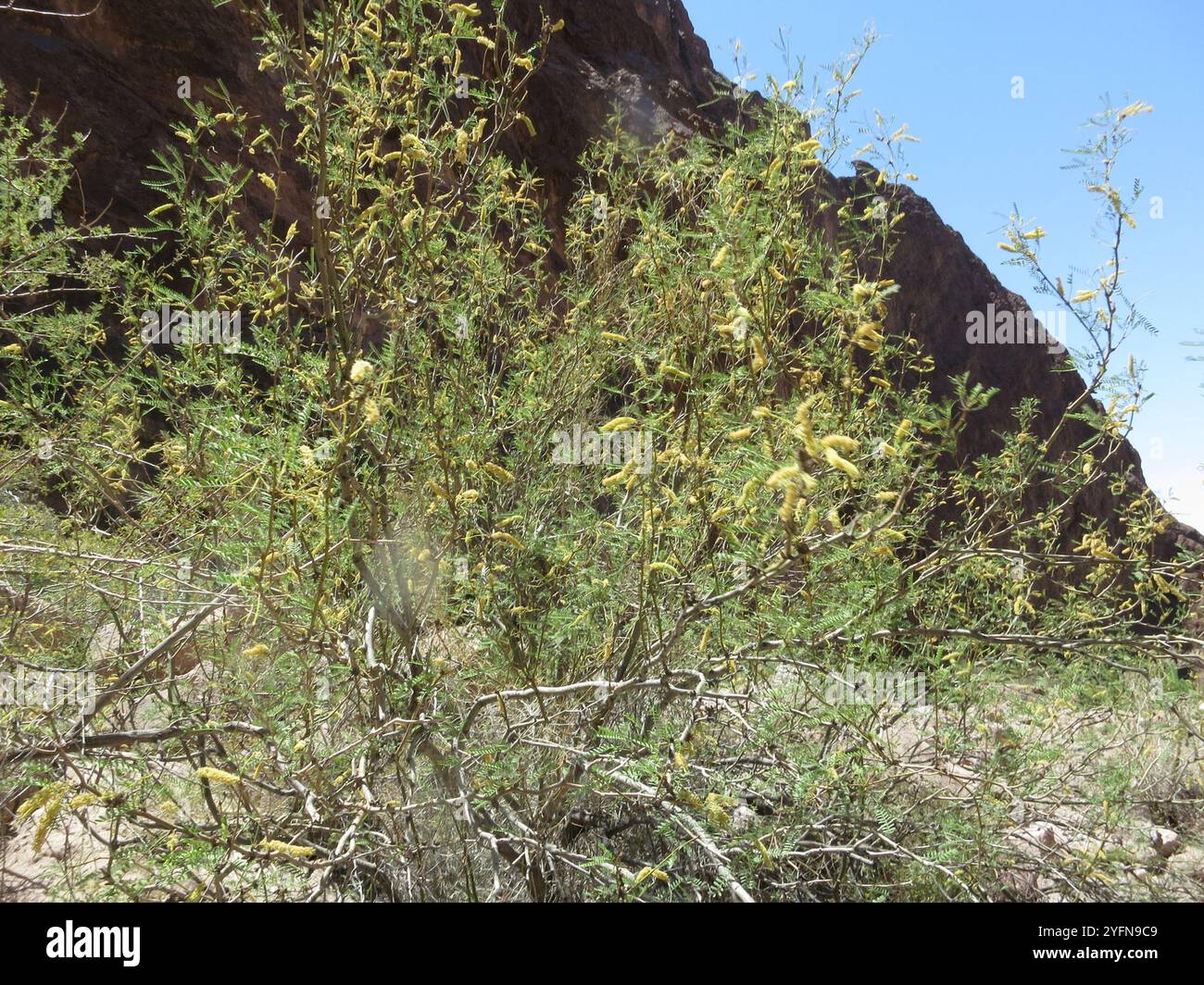 Mimoseae hi-res stock photography and images - Alamy
