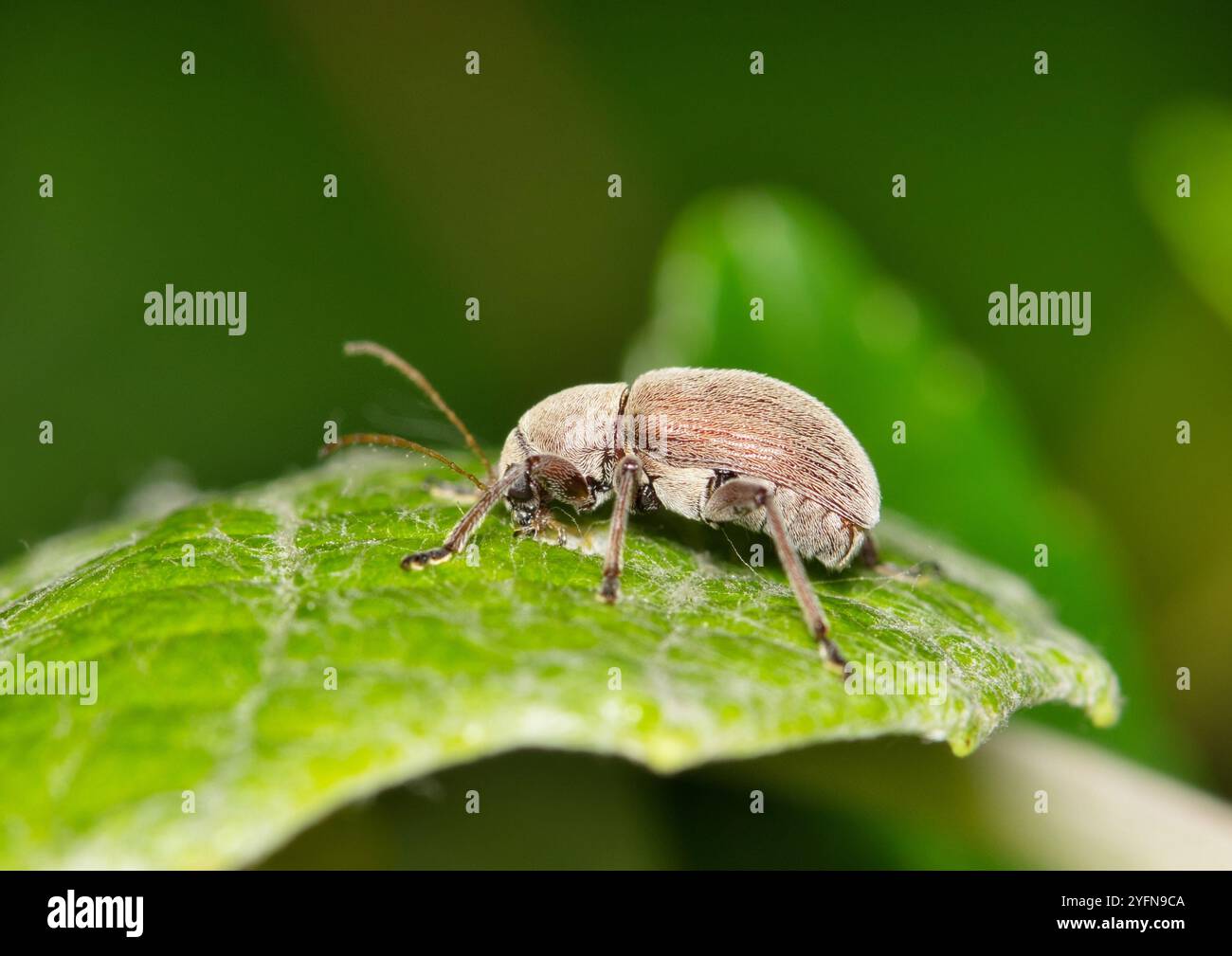 Coleoptera chrysomelidae agriculture hi-res stock photography and ...
