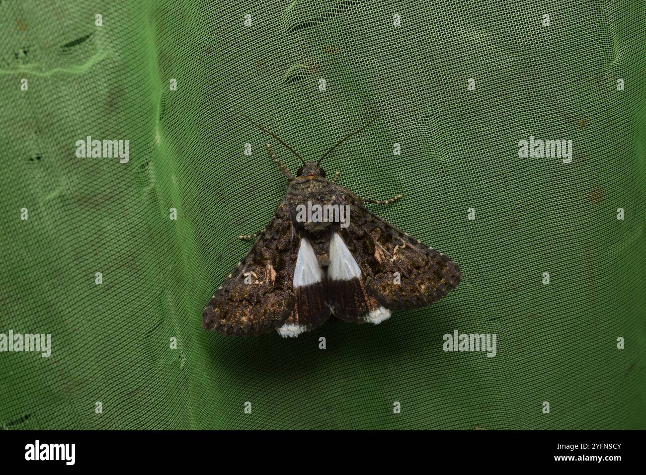 The Sorcerer (Aedia leucomelas Stock Photo - Alamy