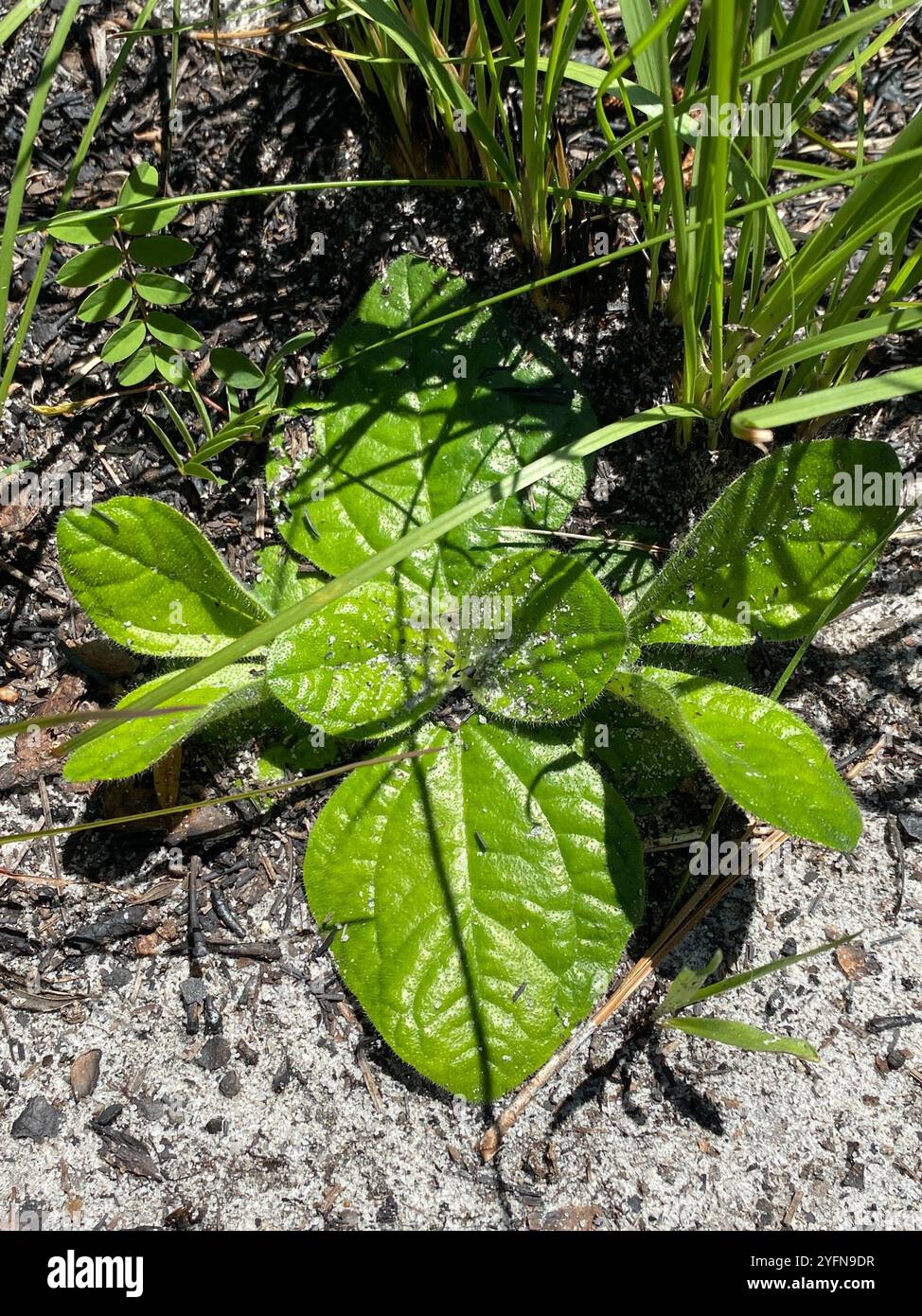 Rayless Sunflower (Helianthus radula Stock Photo - Alamy