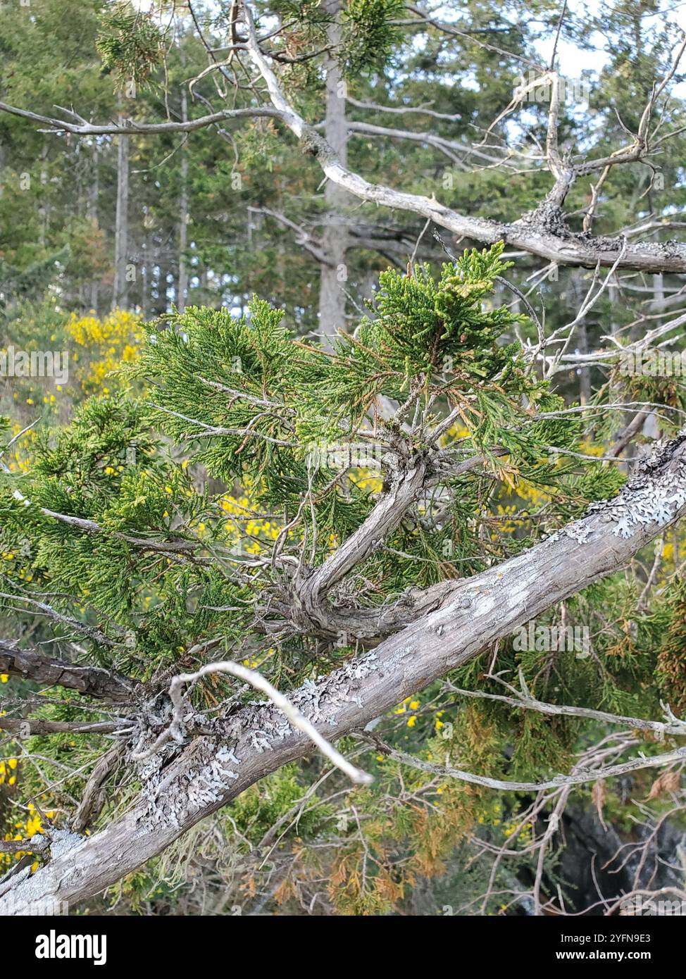 Seaside Juniper (Juniperus maritima Stock Photo - Alamy