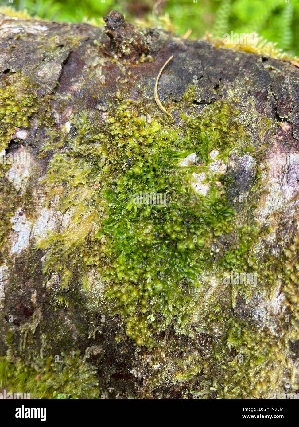 Leafy liverworts hi-res stock photography and images - Alamy