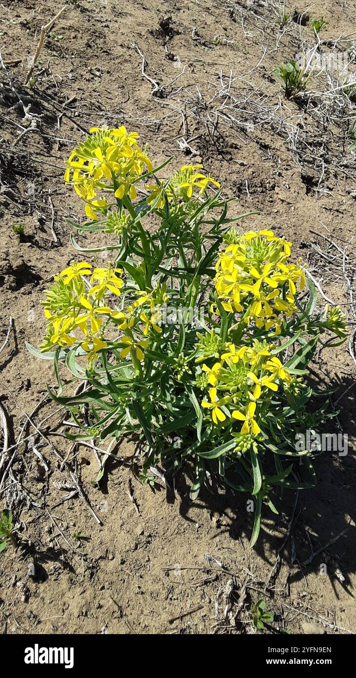 Prairie-rocket Wallflower (Erysimum asperum Stock Photo - Alamy