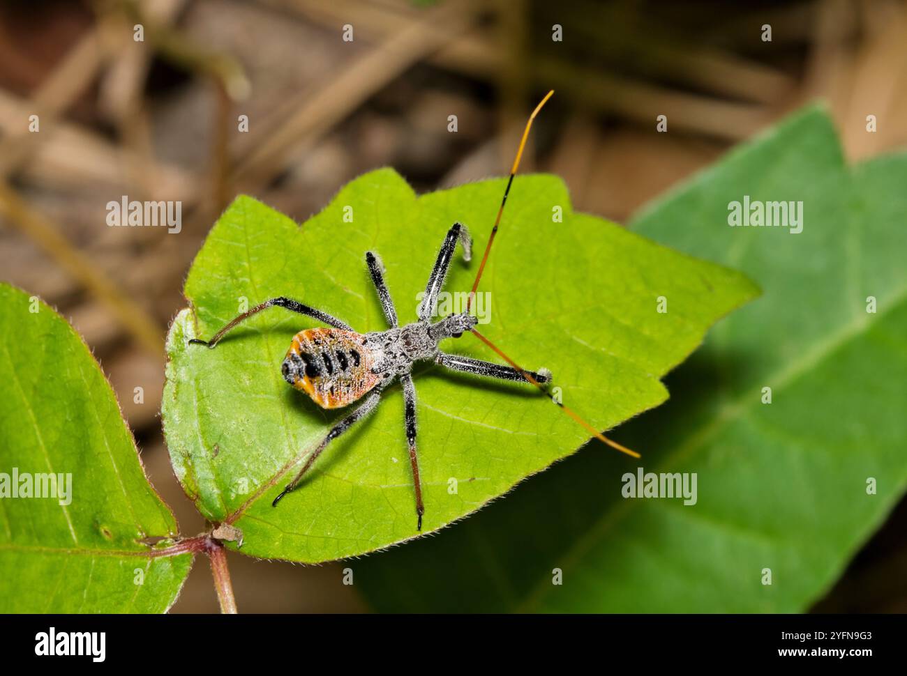 North American wheel bug nymph (Arilus cristatus) insect nature ...