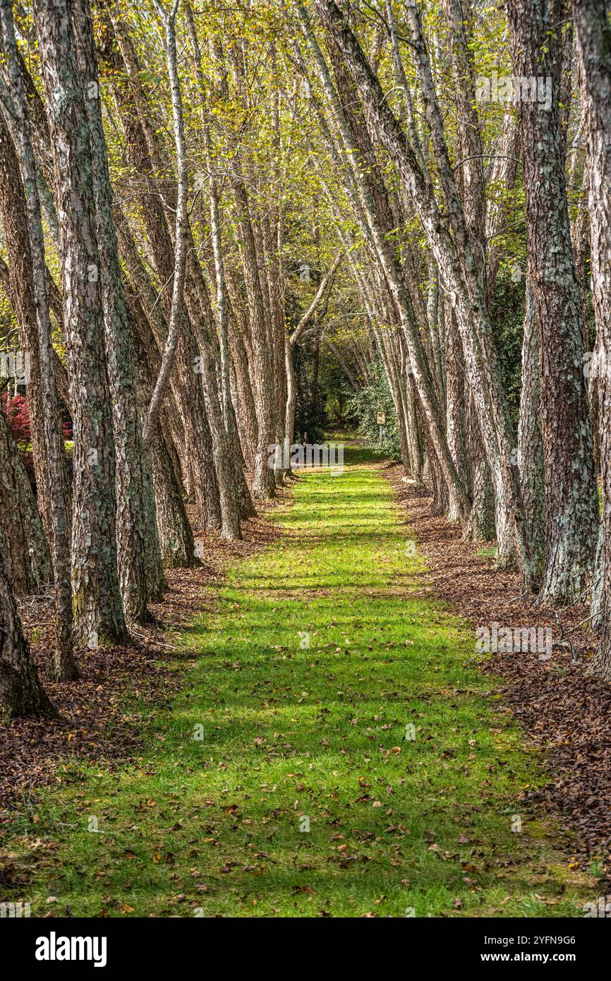 Gibbs gardens tree canopy hi-res stock photography and images - Alamy