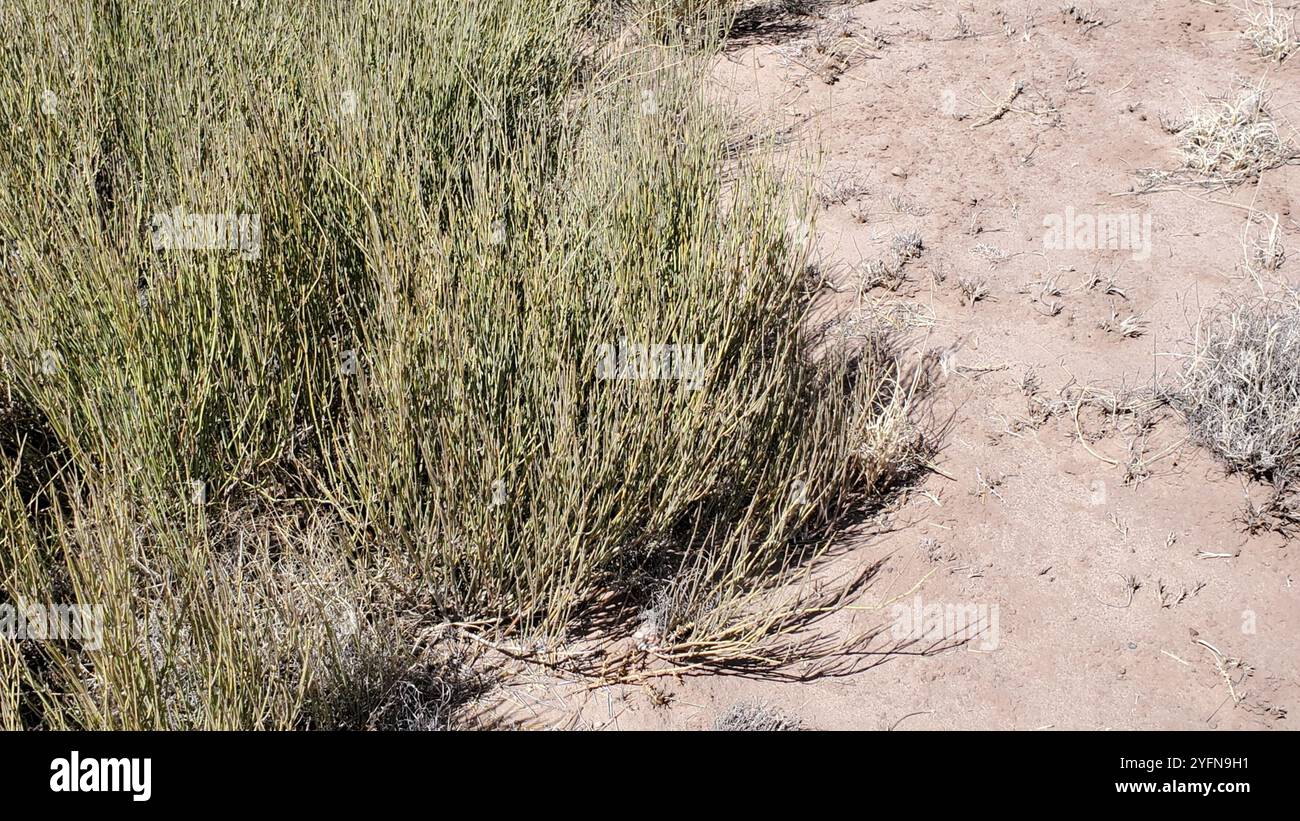Green Ephedra (Ephedra viridis Stock Photo - Alamy