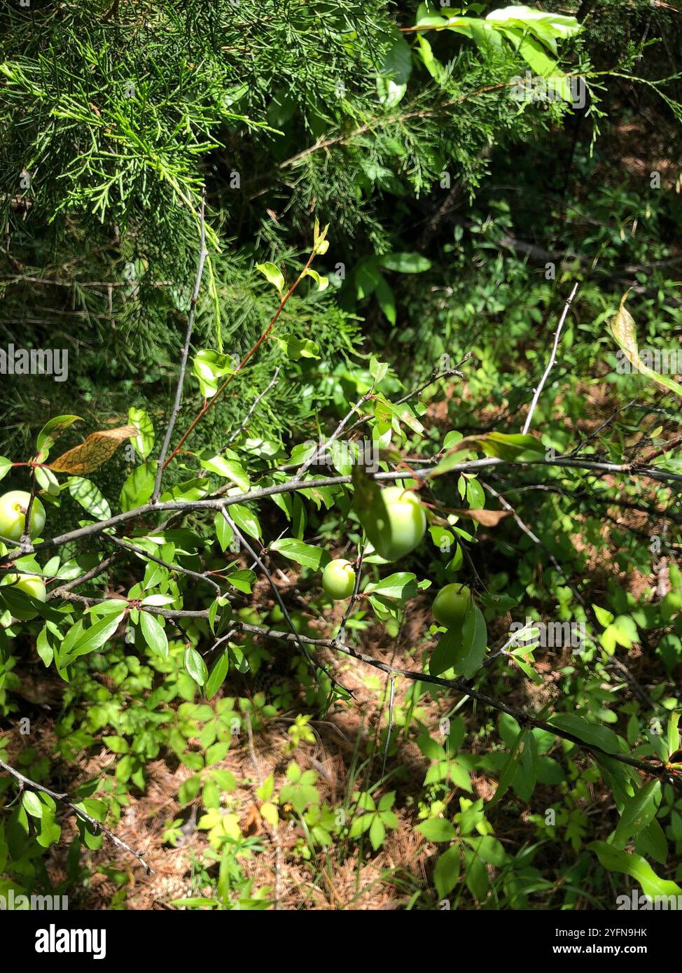 Chickasaw plum (Prunus angustifolia Stock Photo - Alamy