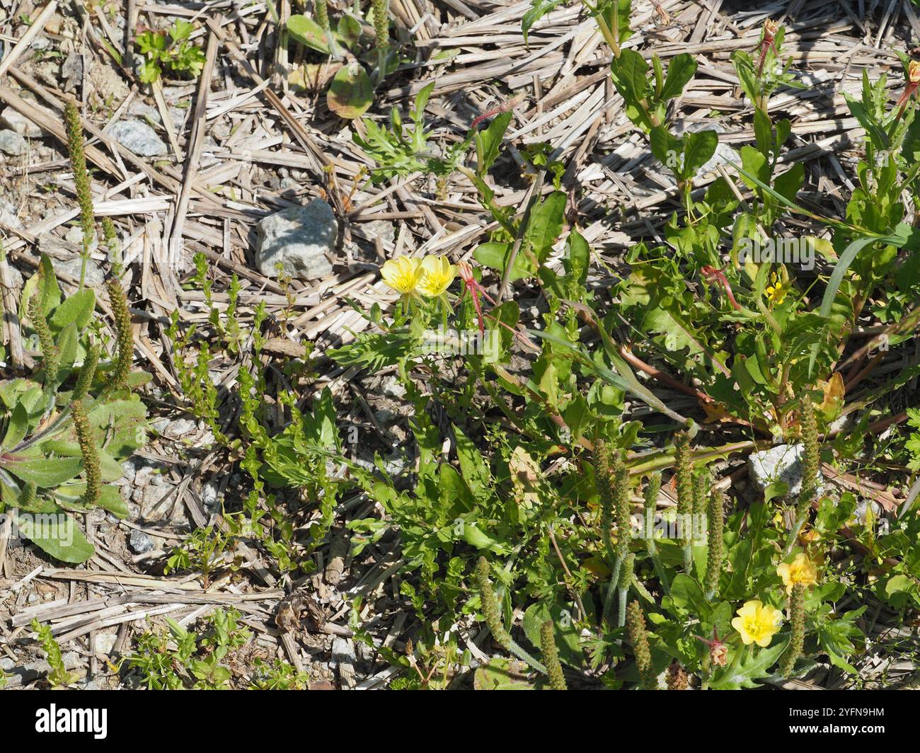 cutleaf evening primrose (Oenothera laciniata Stock Photo - Alamy