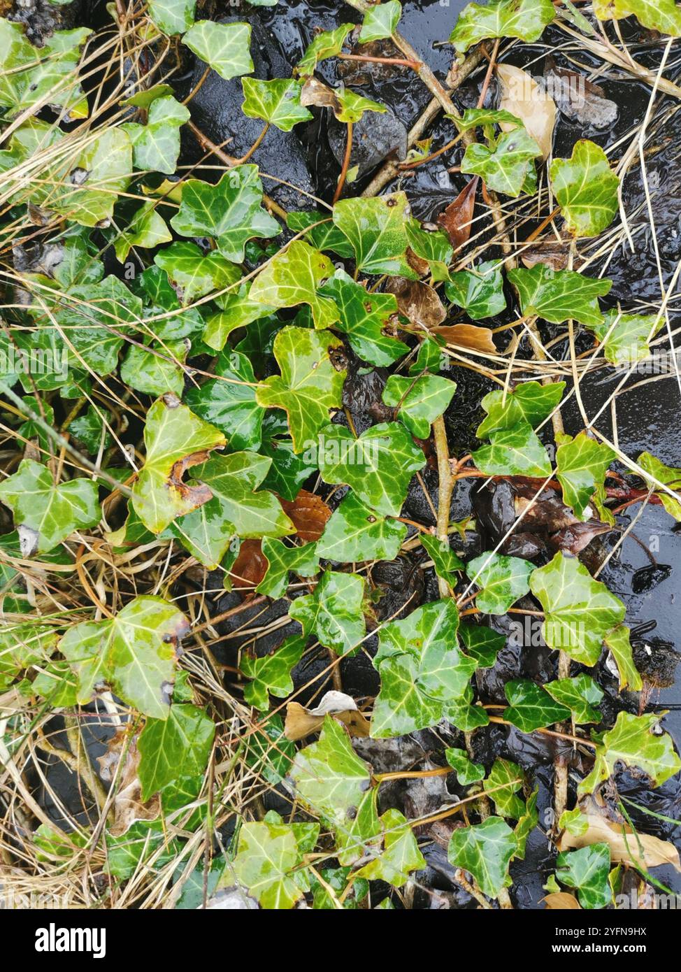 common ivy (Hedera helix Stock Photo - Alamy