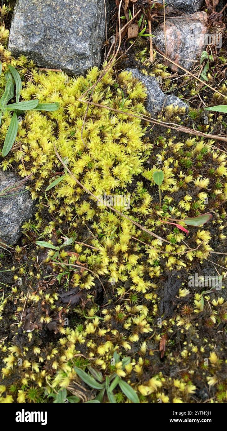 ribbed bog moss (Aulacomnium palustre Stock Photo - Alamy