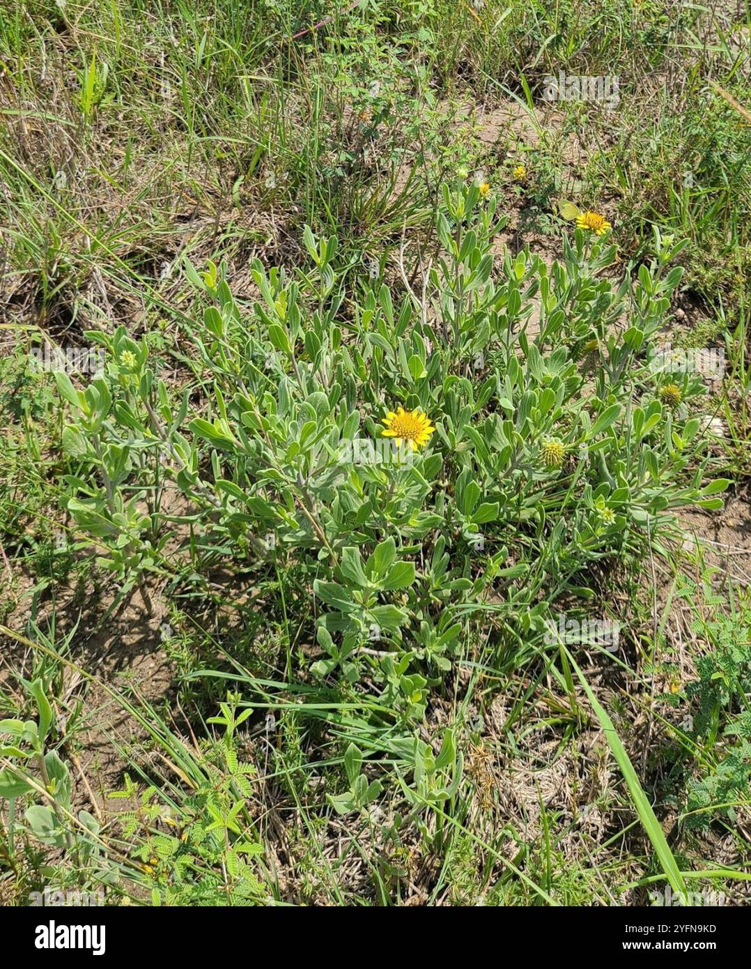 sea ox-eye (Borrichia frutescens Stock Photo - Alamy