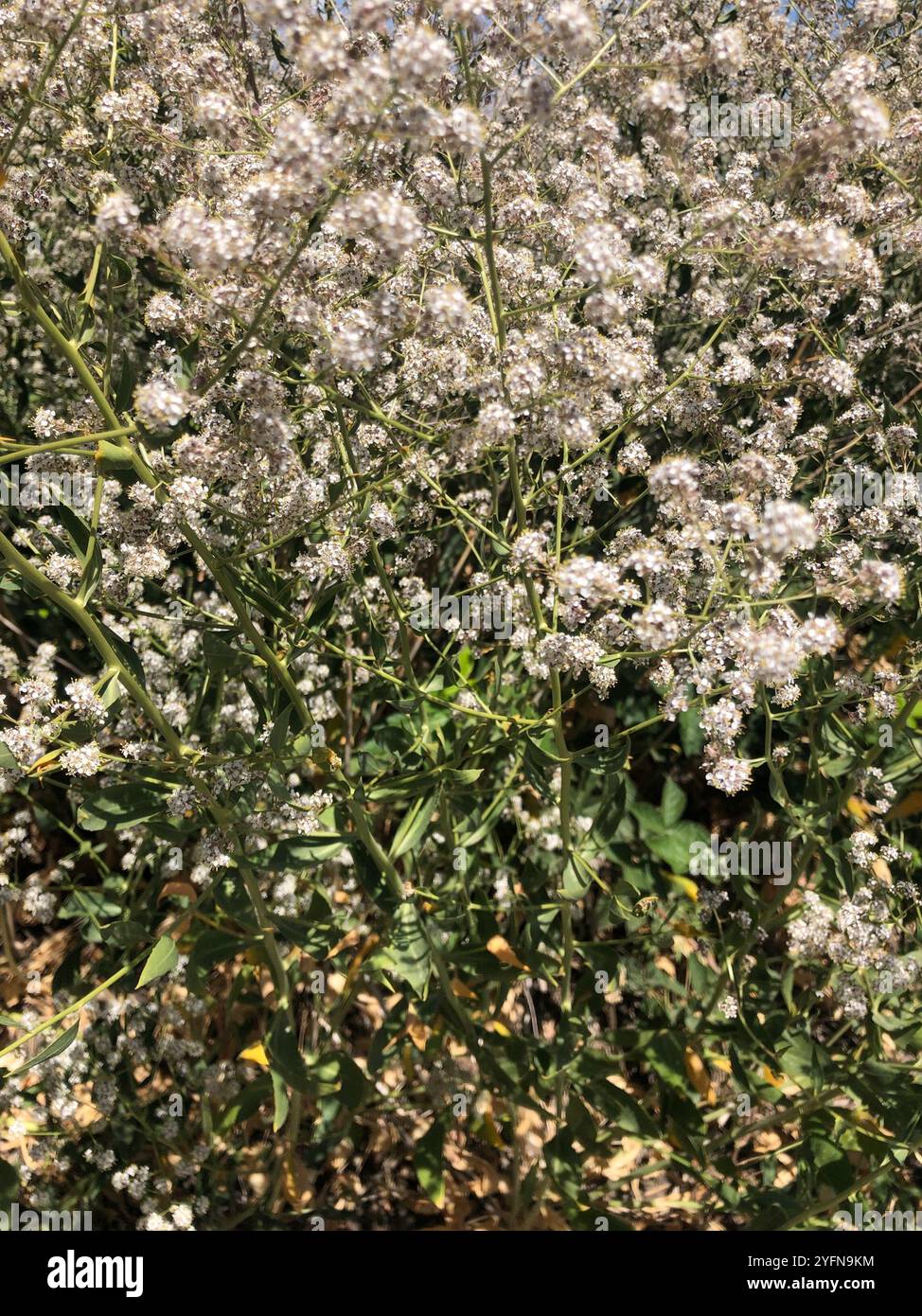 broadleaved pepperweed (Lepidium latifolium Stock Photo - Alamy