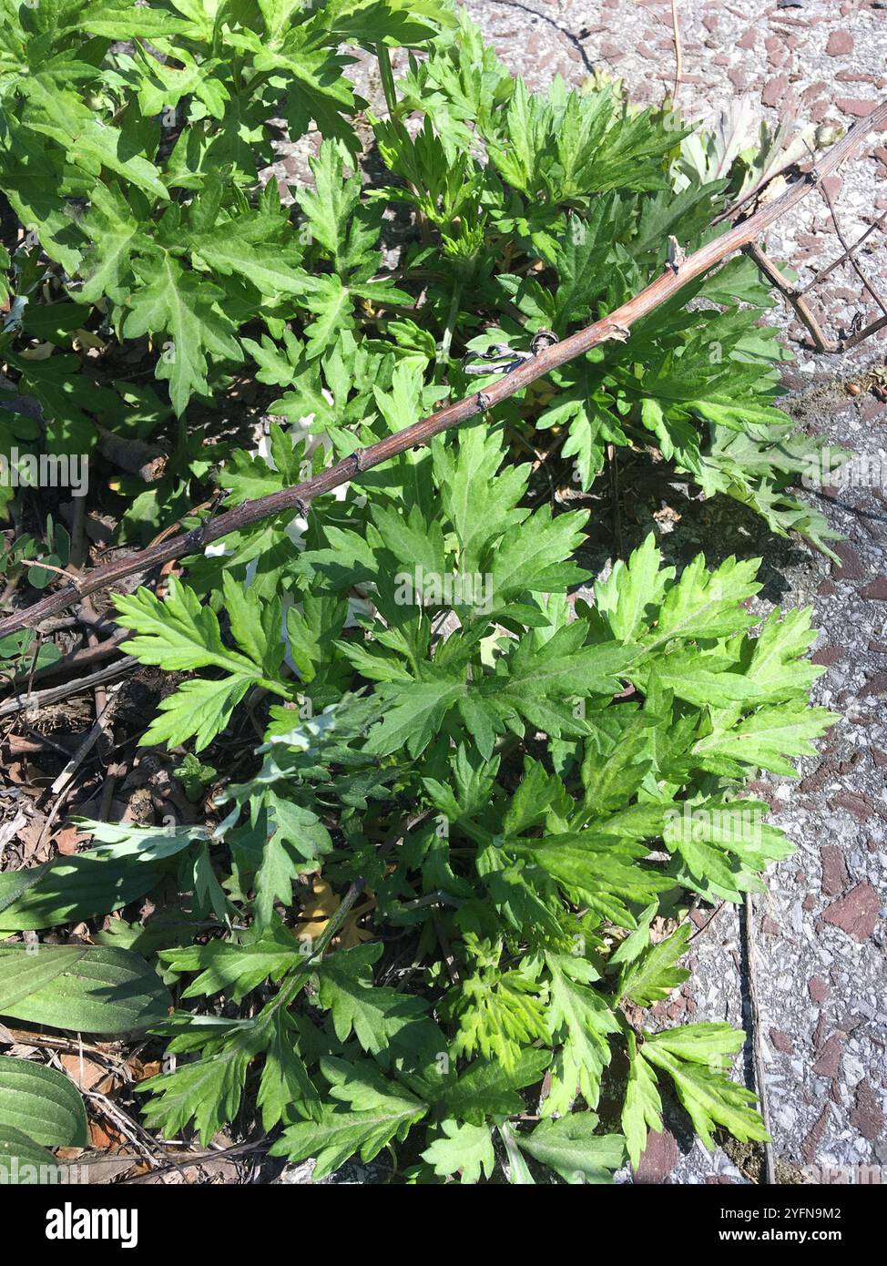 common mugwort (Artemisia vulgaris Stock Photo - Alamy