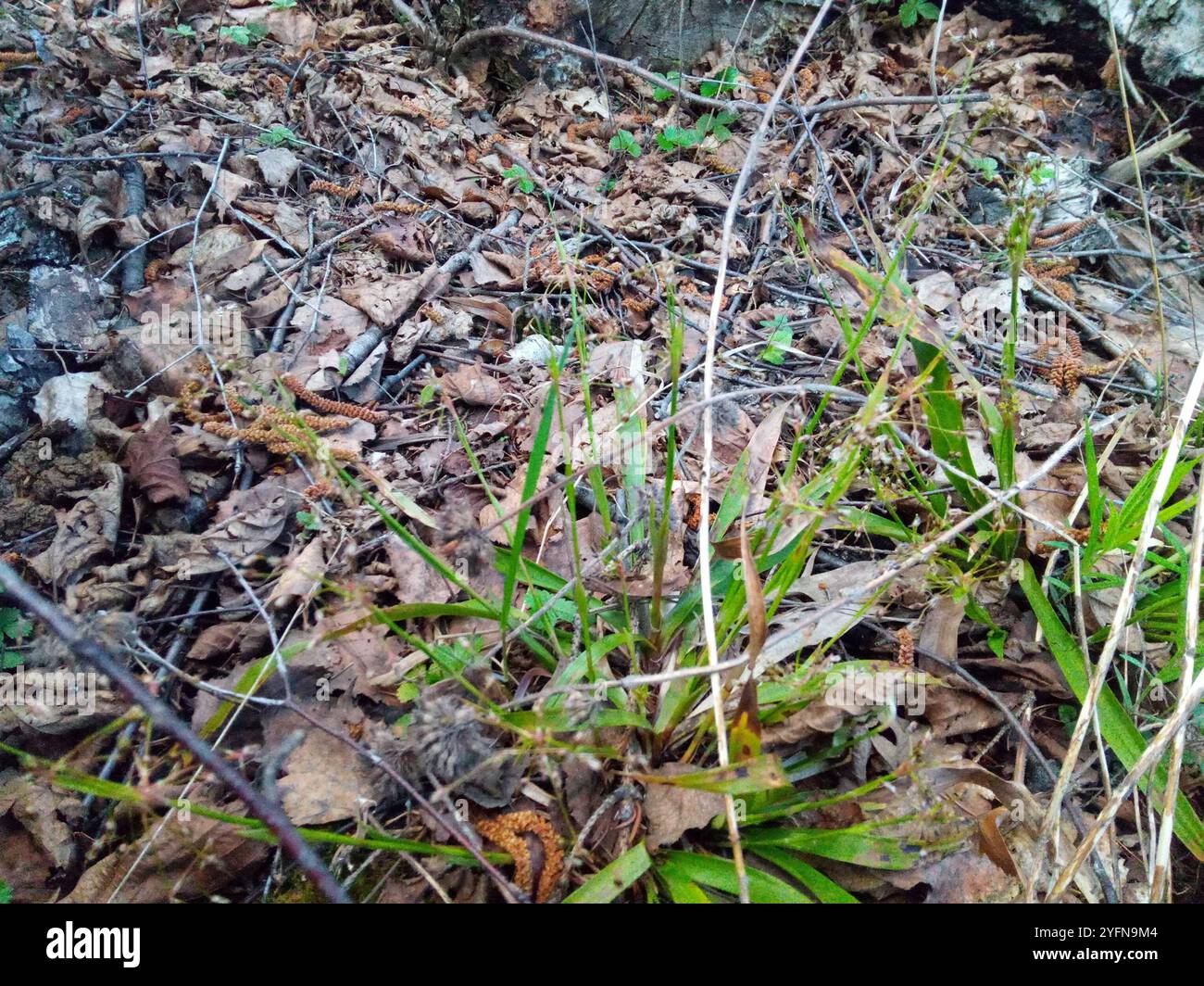 Hairy Woodrush (Luzula pilosa Stock Photo - Alamy