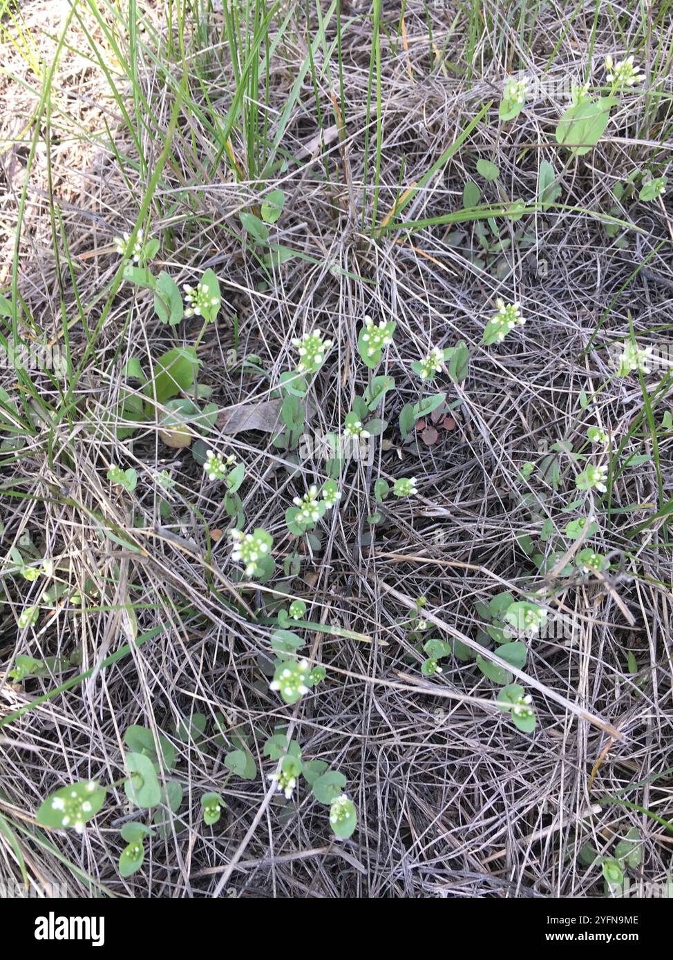 Perfoliate Penny-cress (Noccaea perfoliata Stock Photo - Alamy