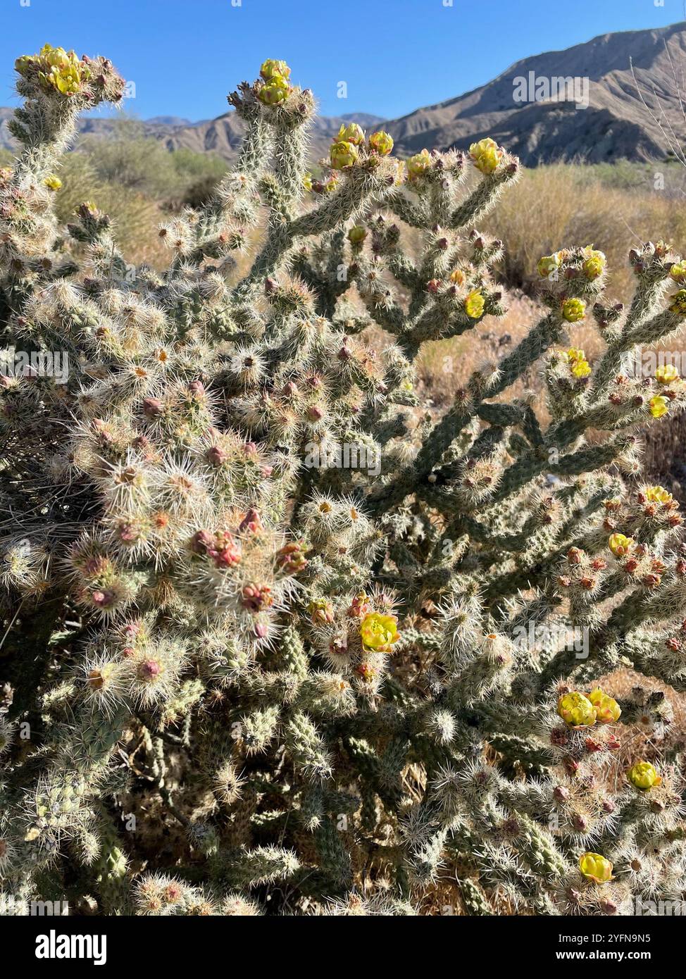 Silver Cholla (Cylindropuntia echinocarpa Stock Photo - Alamy