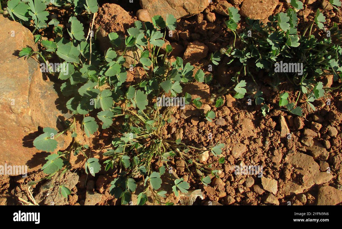 Helicopter Ferns (Marsilea Stock Photo - Alamy