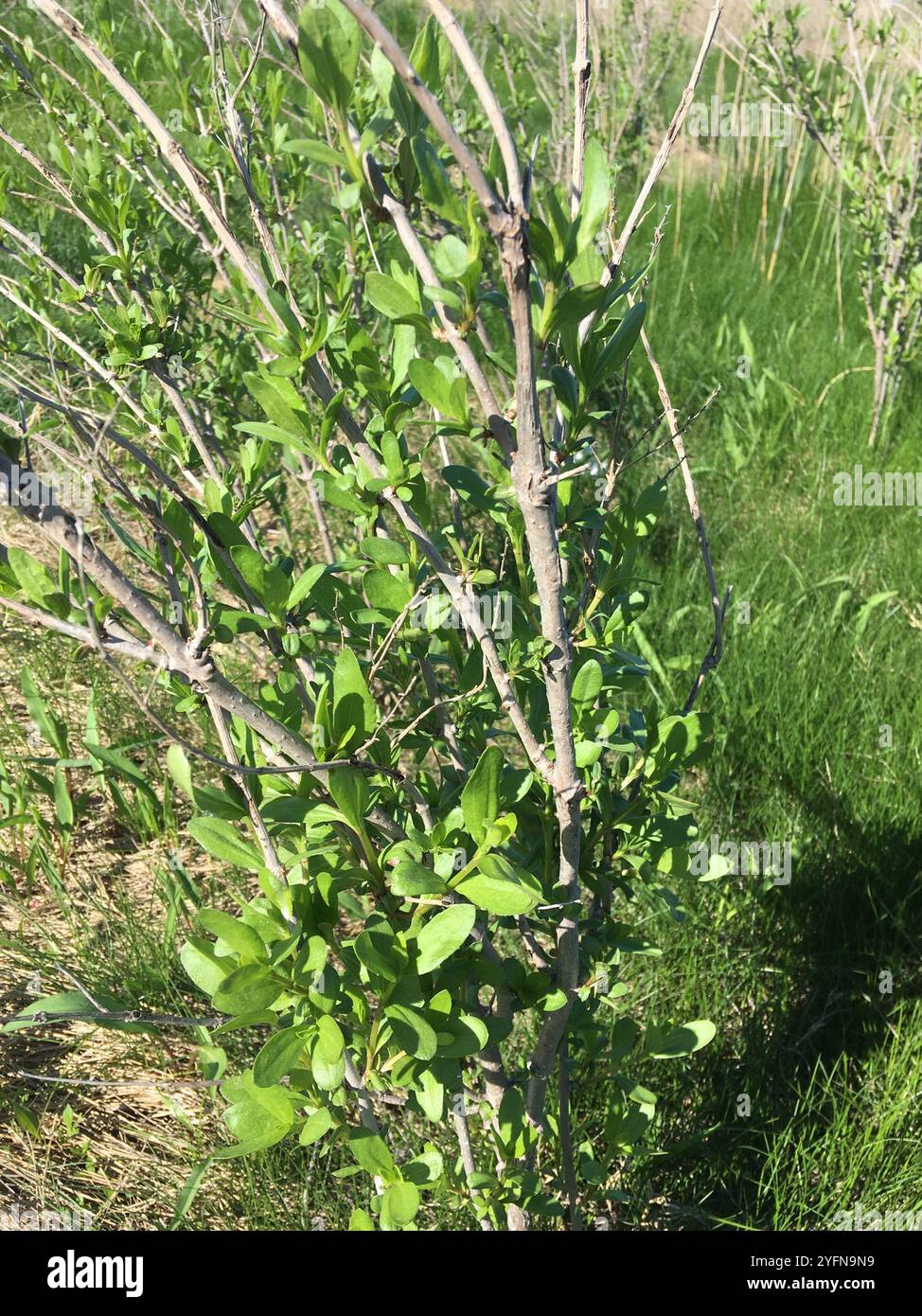Marsh elder hi-res stock photography and images - Alamy