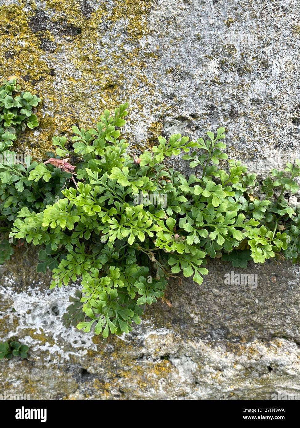 wall-rue (Asplenium ruta-muraria Stock Photo - Alamy