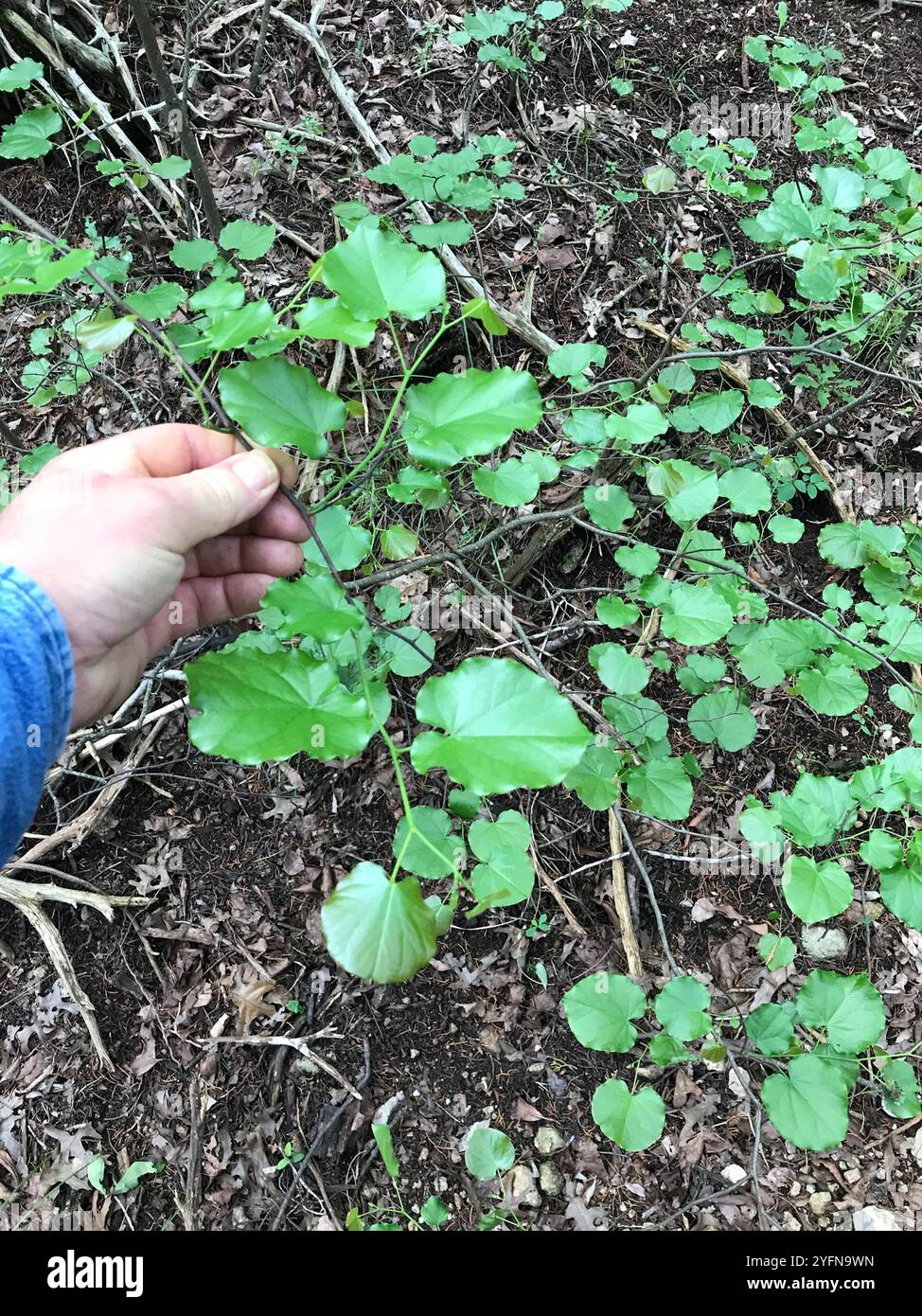 Texas redbud (Cercis canadensis texensis Stock Photo - Alamy