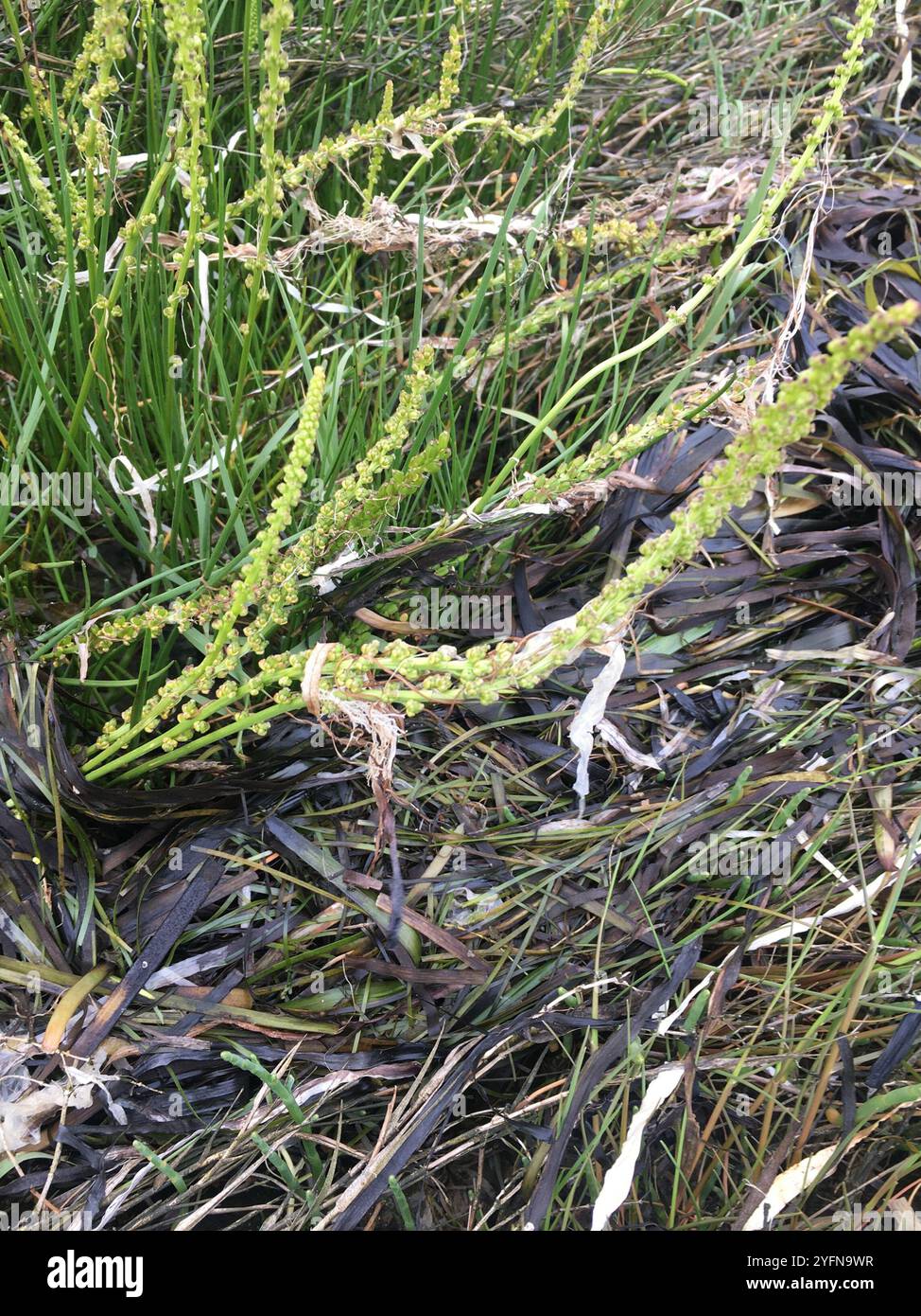common arrowgrass (Triglochin maritima Stock Photo - Alamy