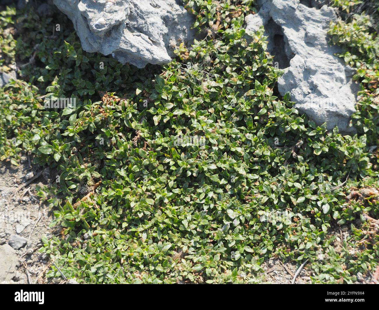 Smooth Joyweed (Alternanthera paronychioides Stock Photo - Alamy