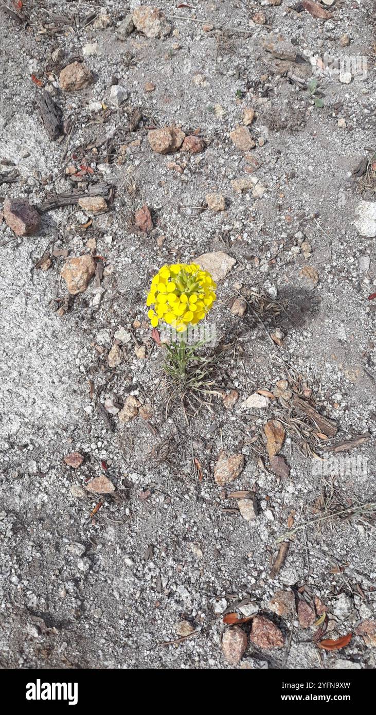 Prairie-rocket Wallflower (Erysimum asperum Stock Photo - Alamy