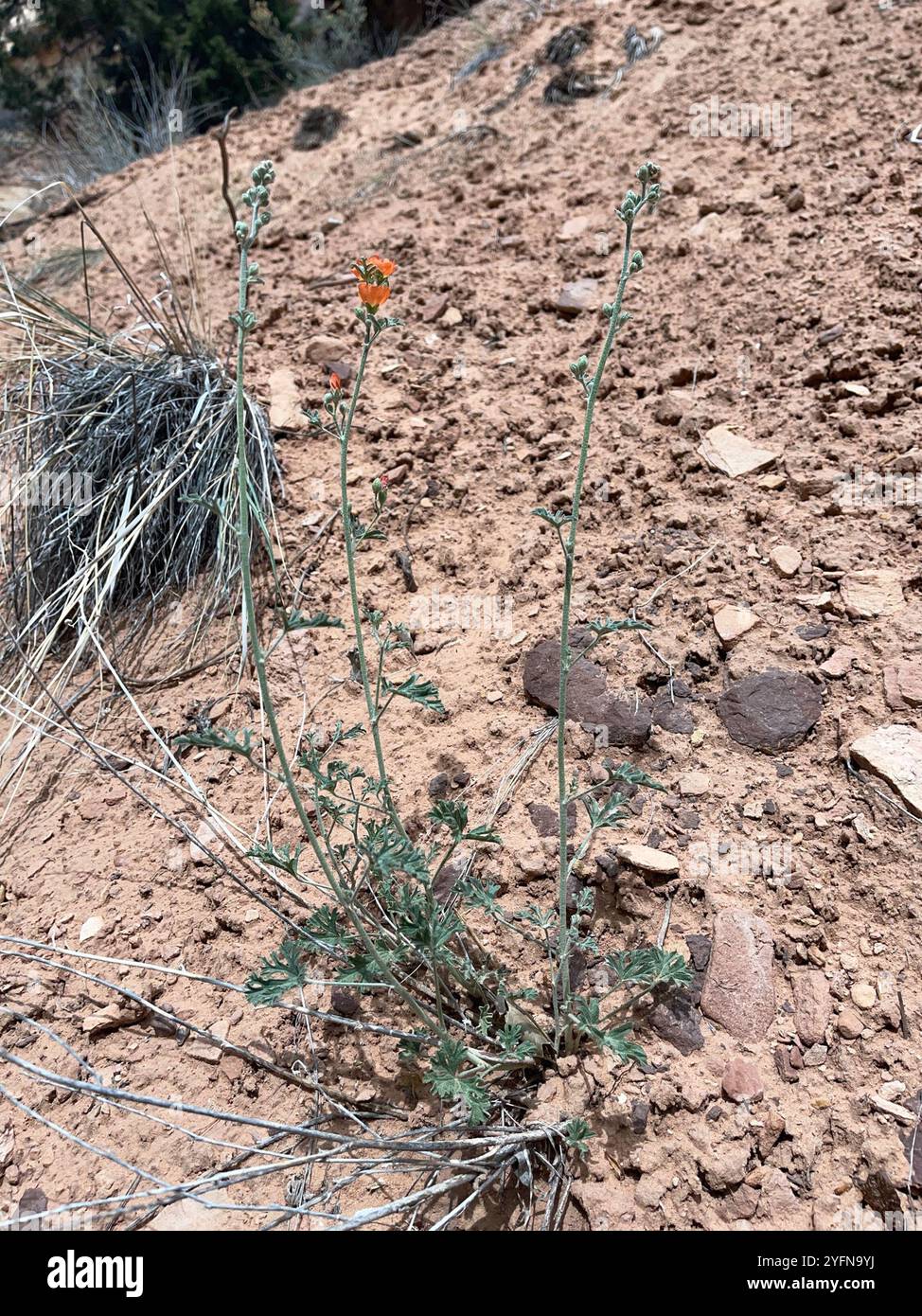 Scarlet Globemallow (Sphaeralcea coccinea Stock Photo - Alamy