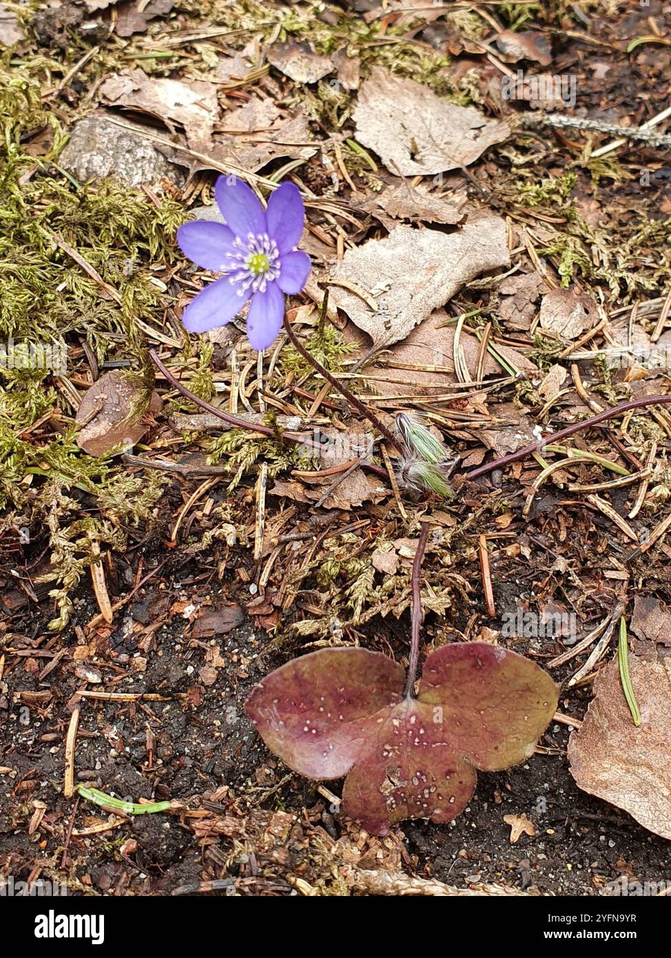 Liverleaf (Hepatica nobilis Stock Photo - Alamy