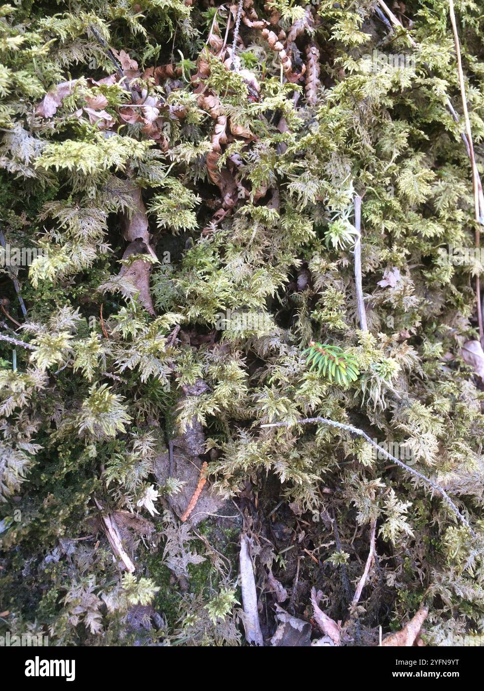 stairstep moss (Hylocomium splendens Stock Photo - Alamy